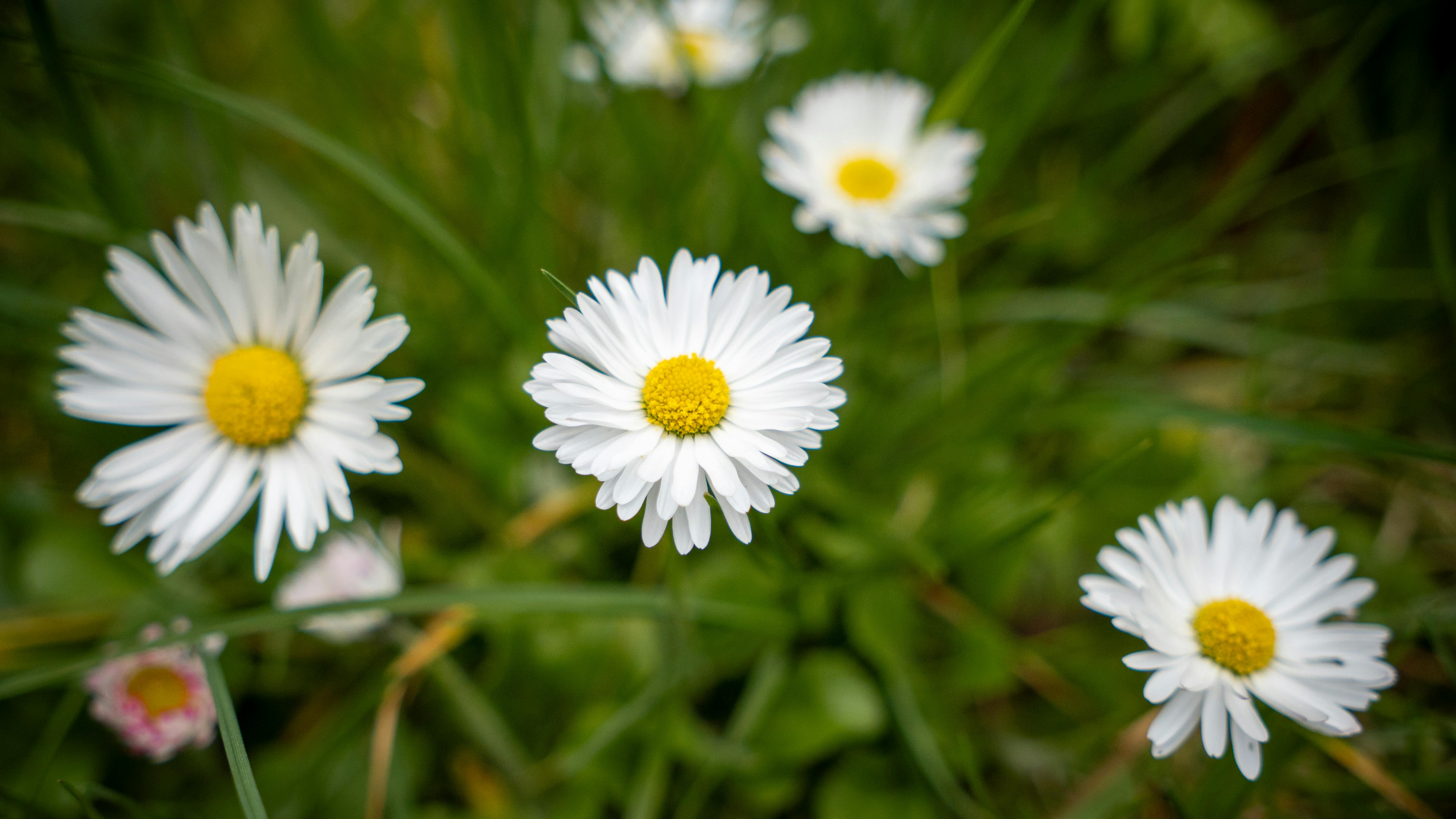 Close-Up of Blooming Chamomile · Free Stock Photo
