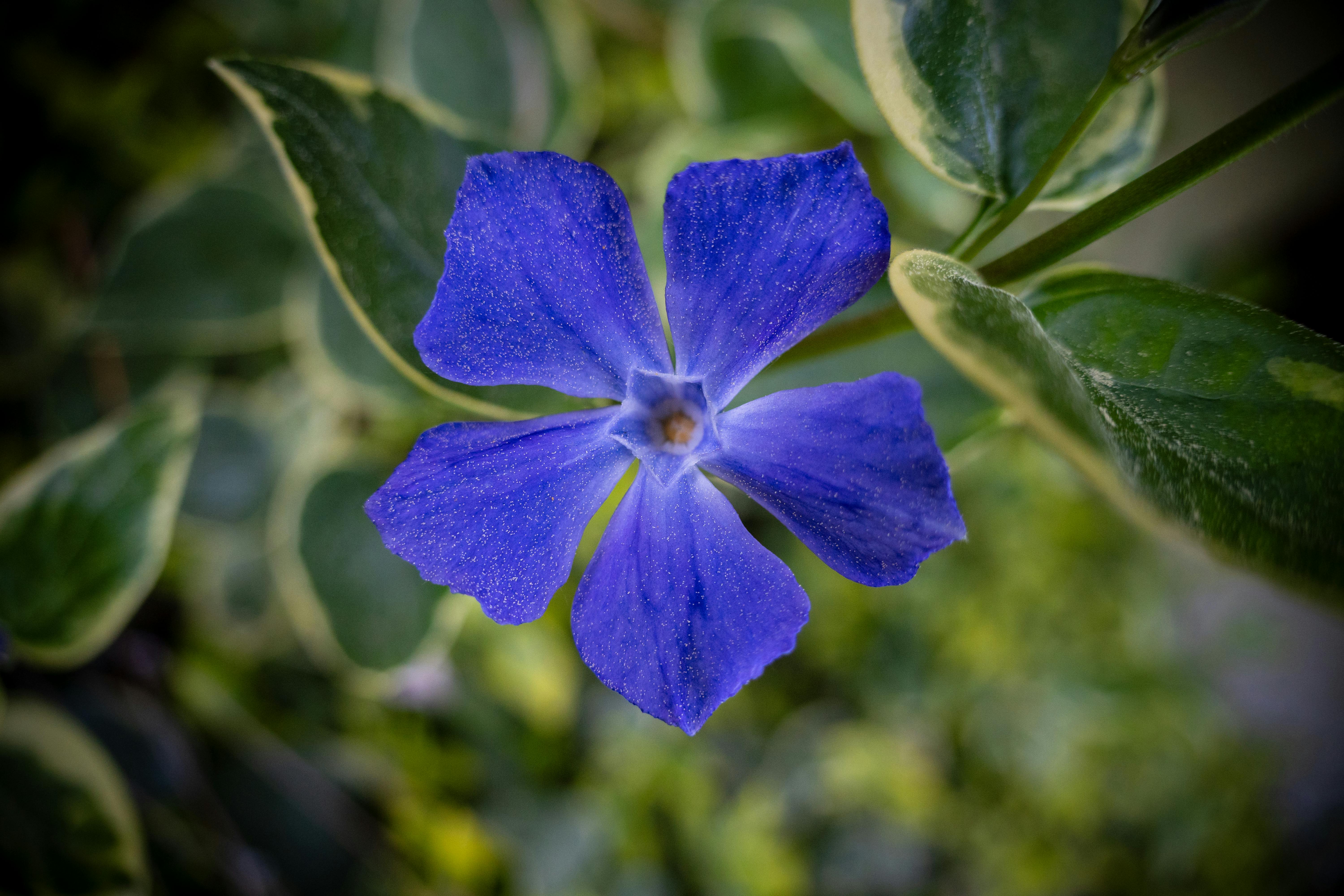 Head of a Blooming Greater Periwinkle · Free Stock Photo