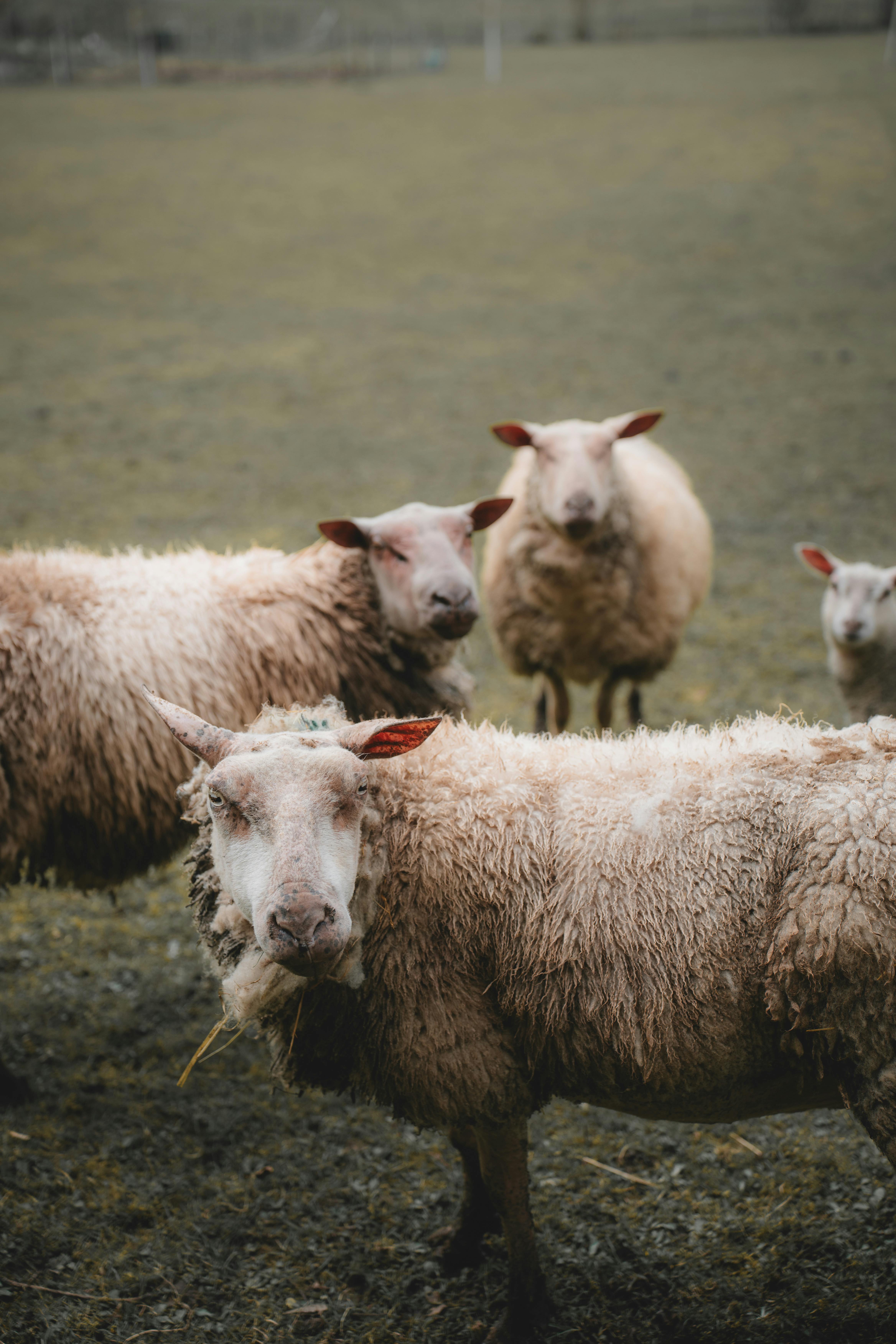 A Flock of Sheep Grazing on a Pasture · Free Stock Photo