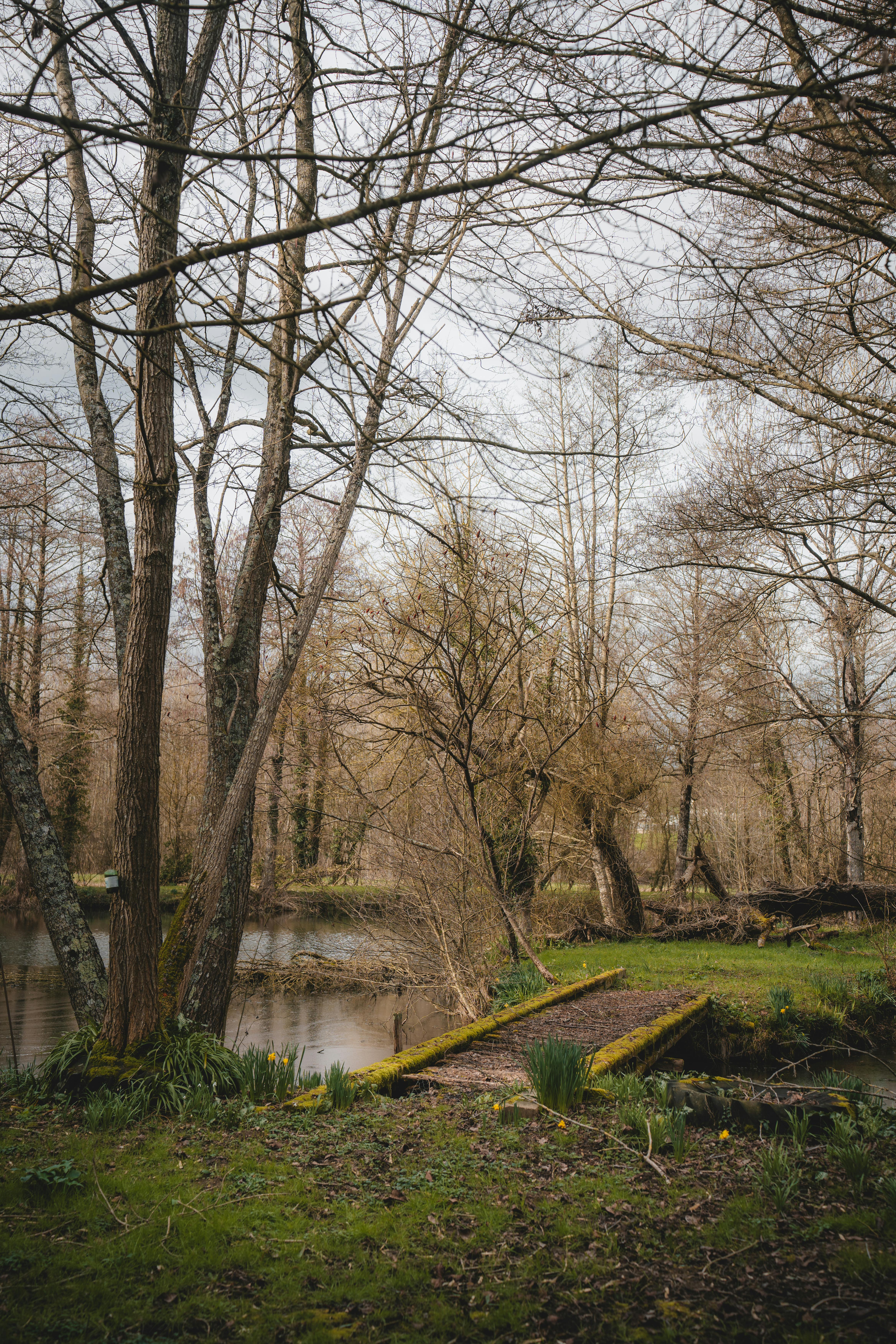 Nature Trees Photos, Download The BEST Free Nature Trees Stock Photos ...