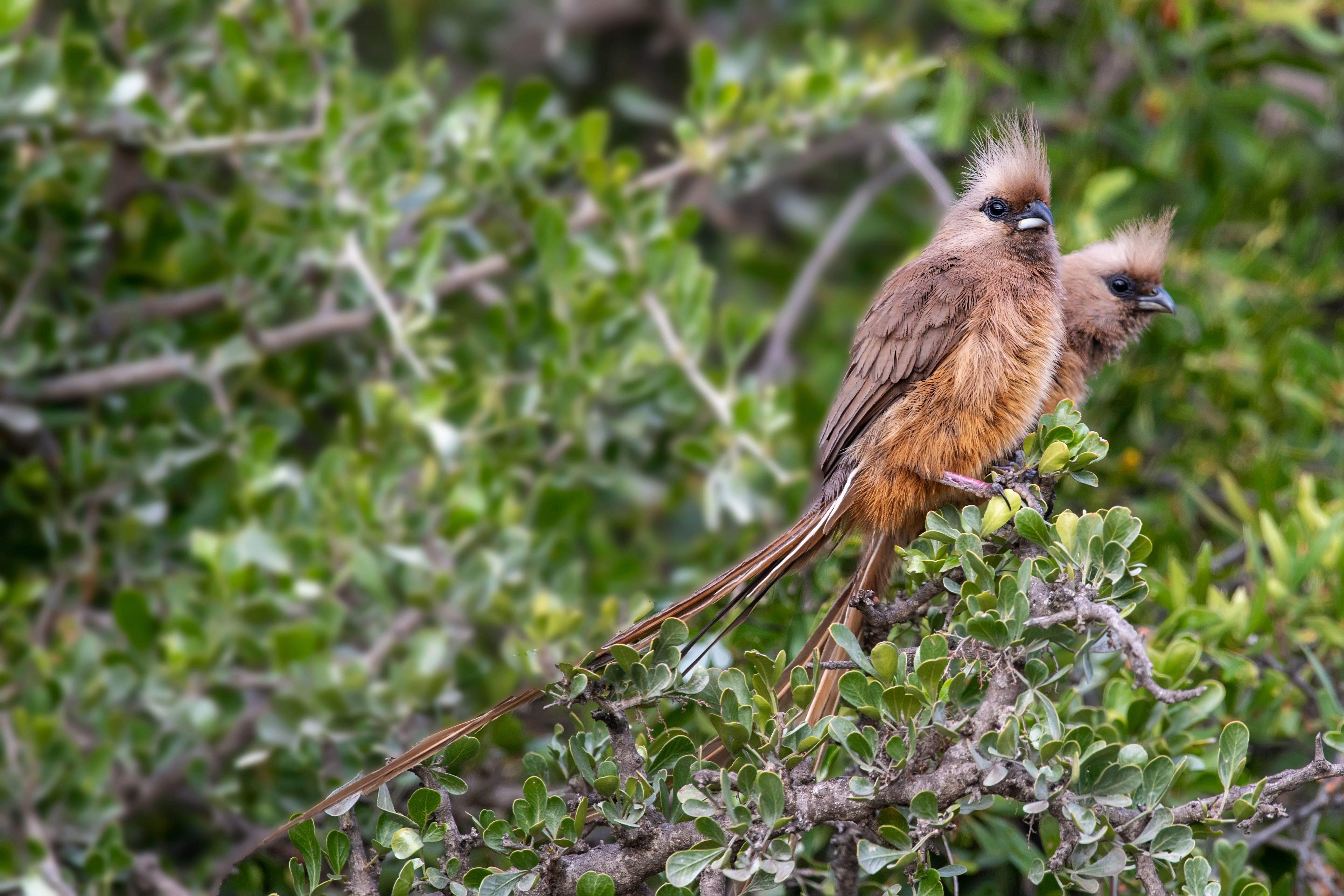 Two Speckled Mousebirds Perching on a Branch · Free Stock Photo