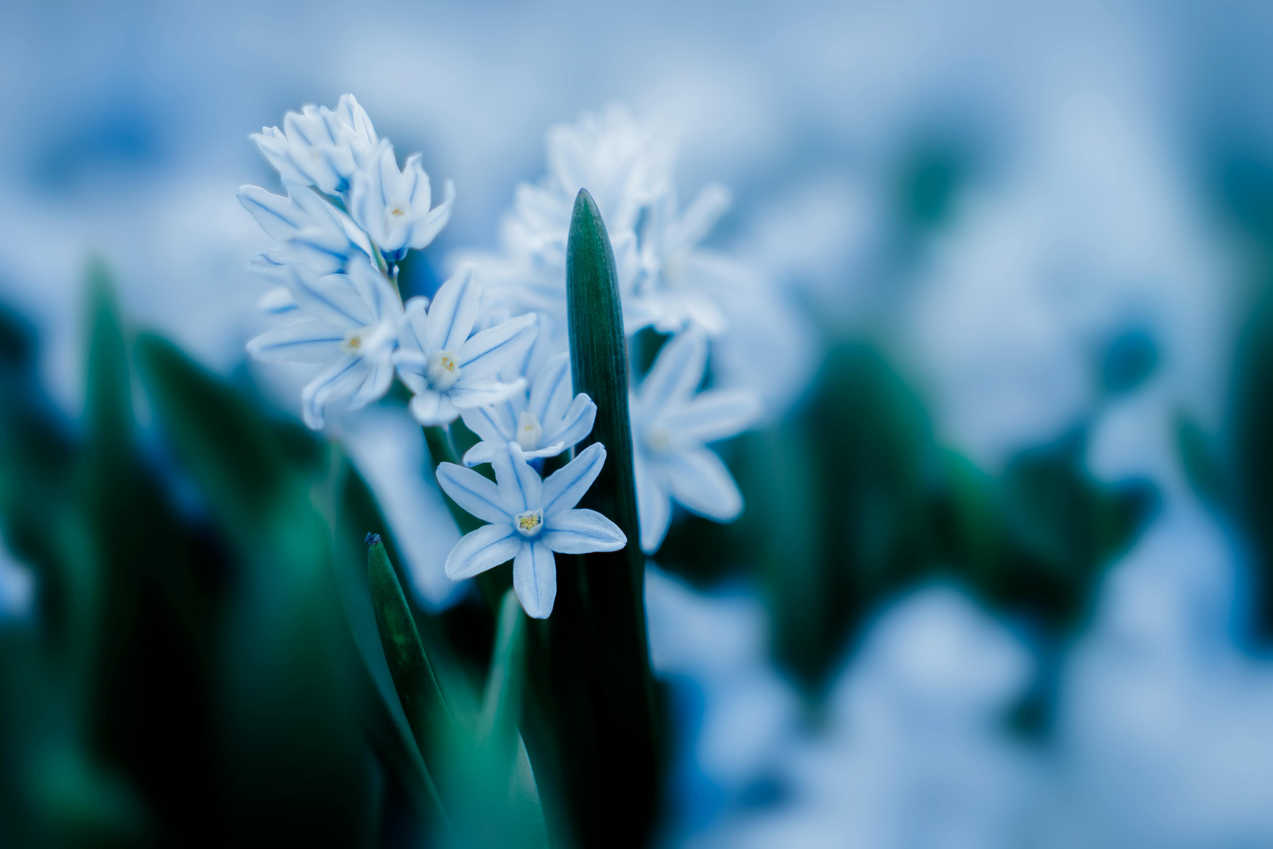 Pink Tulip Flowers Under White Clouds Blue Skies at Daytime · Free ...