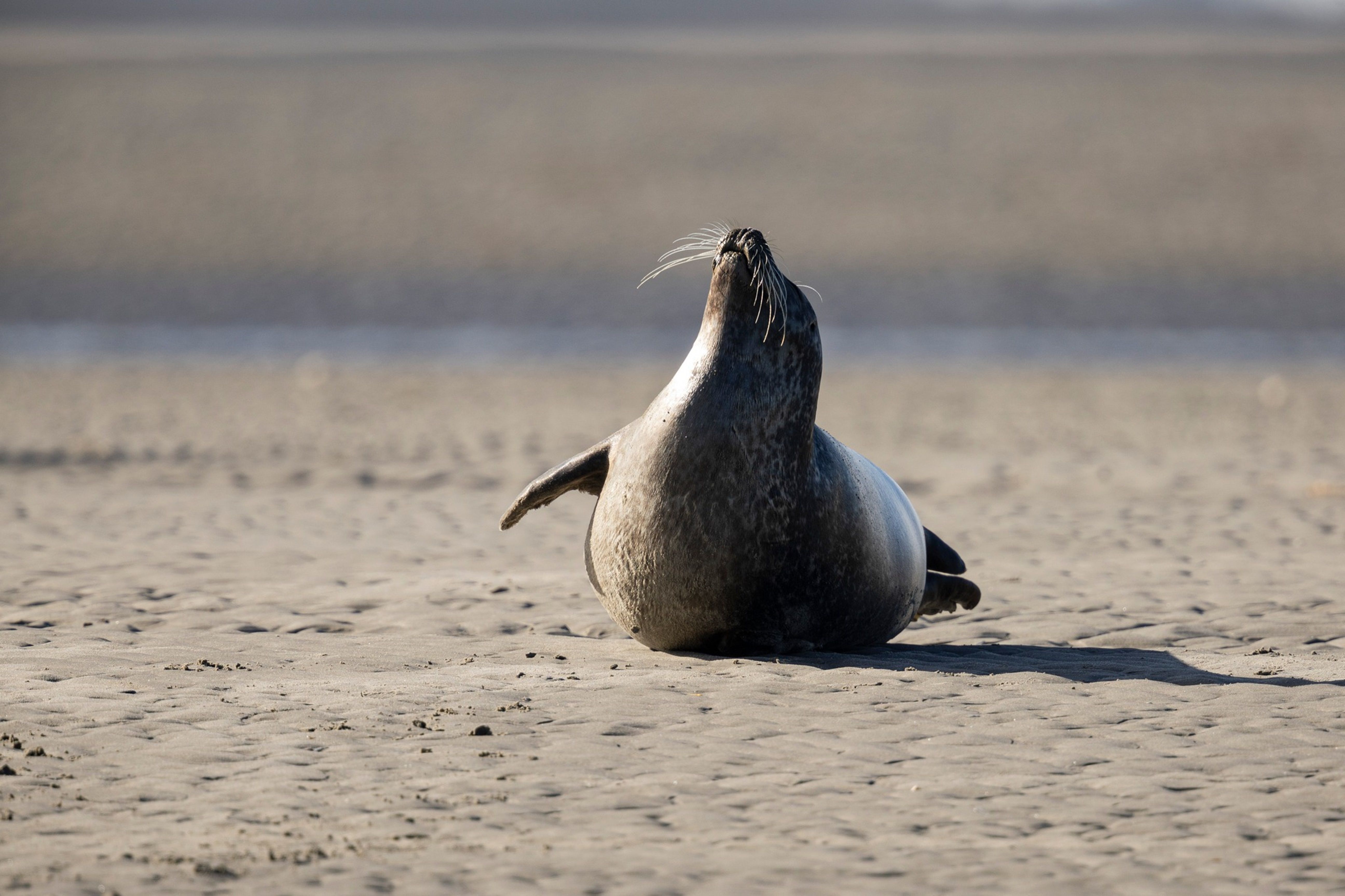 A seal laying on the beach with its mouth open · Free Stock Photo