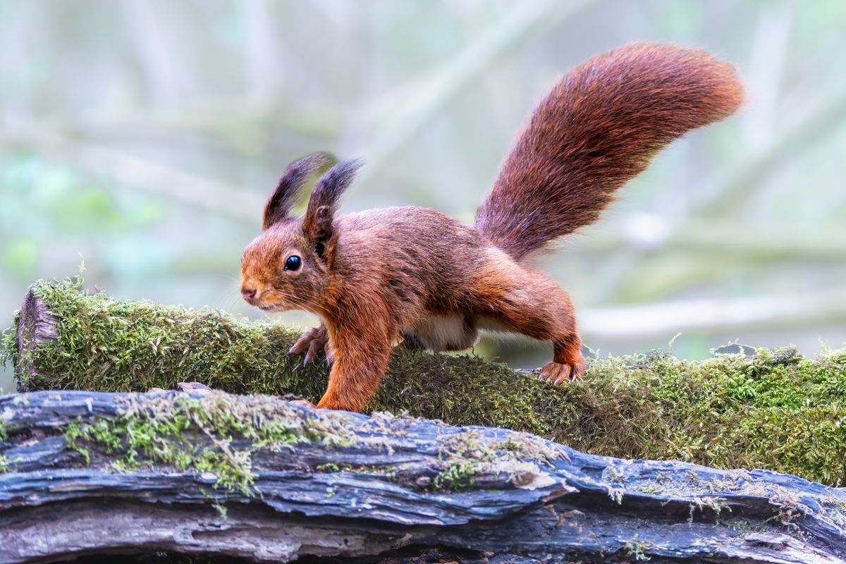 Red Squirrel Photos, Download The BEST Free Red Squirrel Stock Photos ...