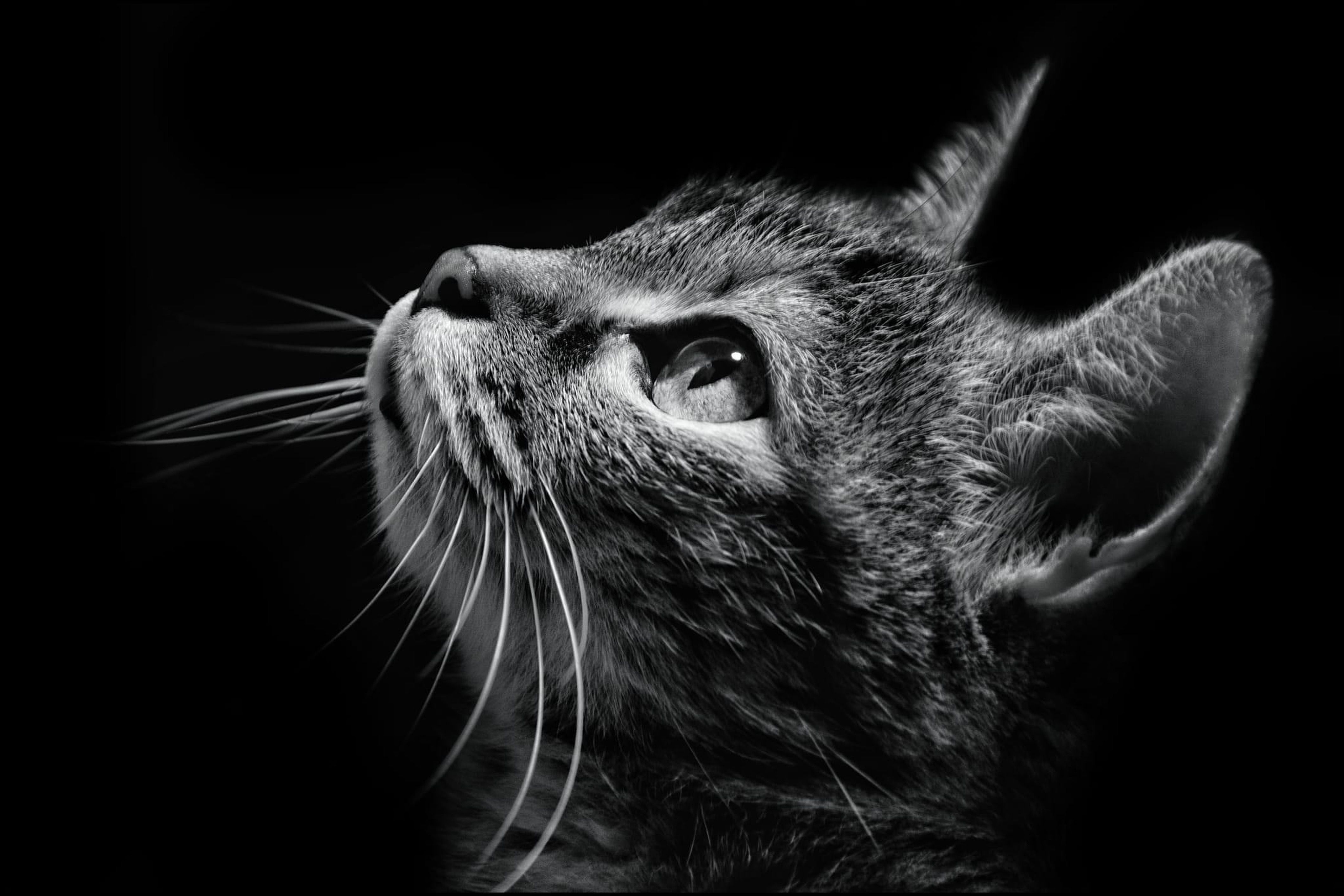 Pets$ Photos, Download The BEST Free Pets$ Stock Photos & HD Images