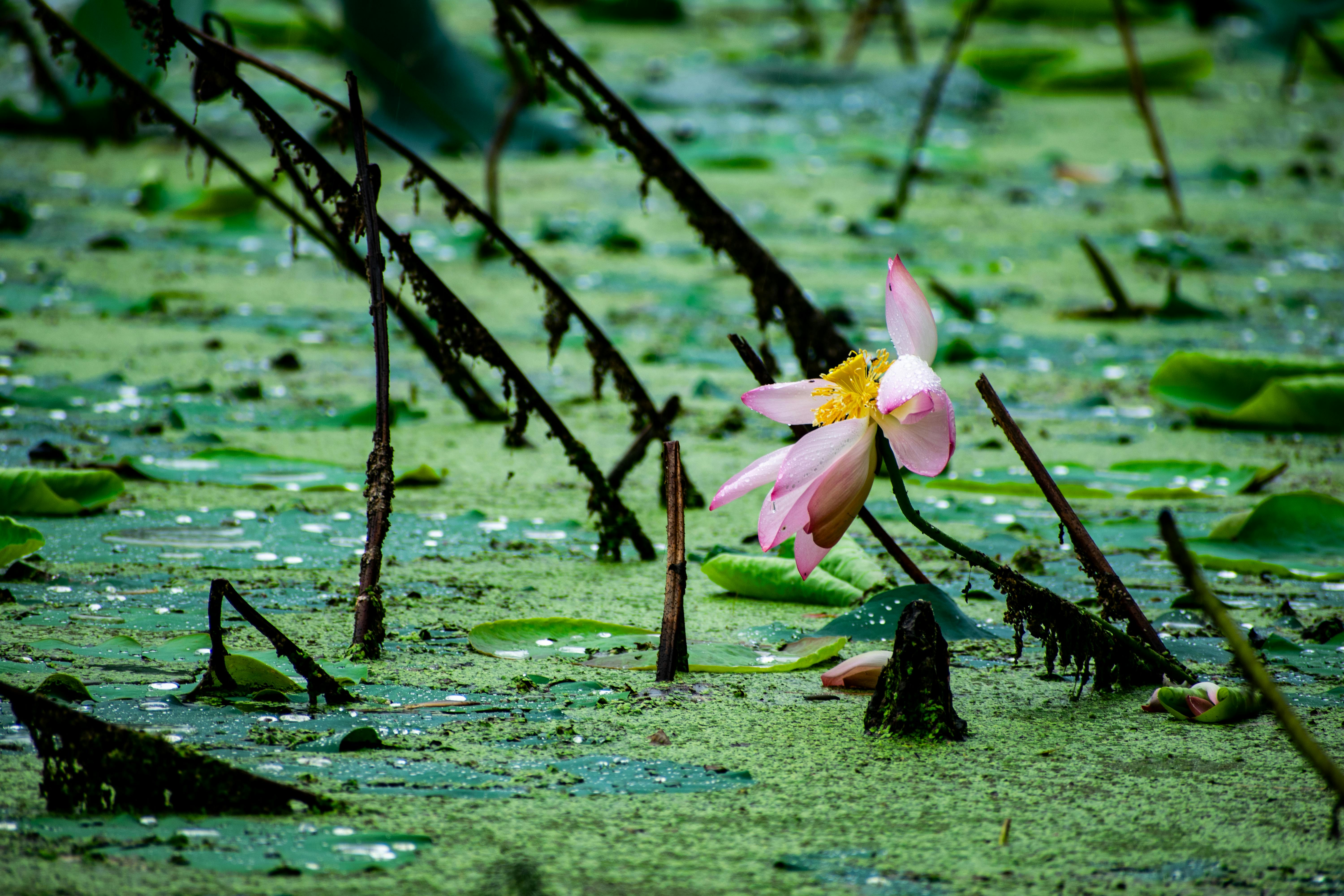 Close-up of a Pink Lotus in a Body of Water with Duckweed on the ...