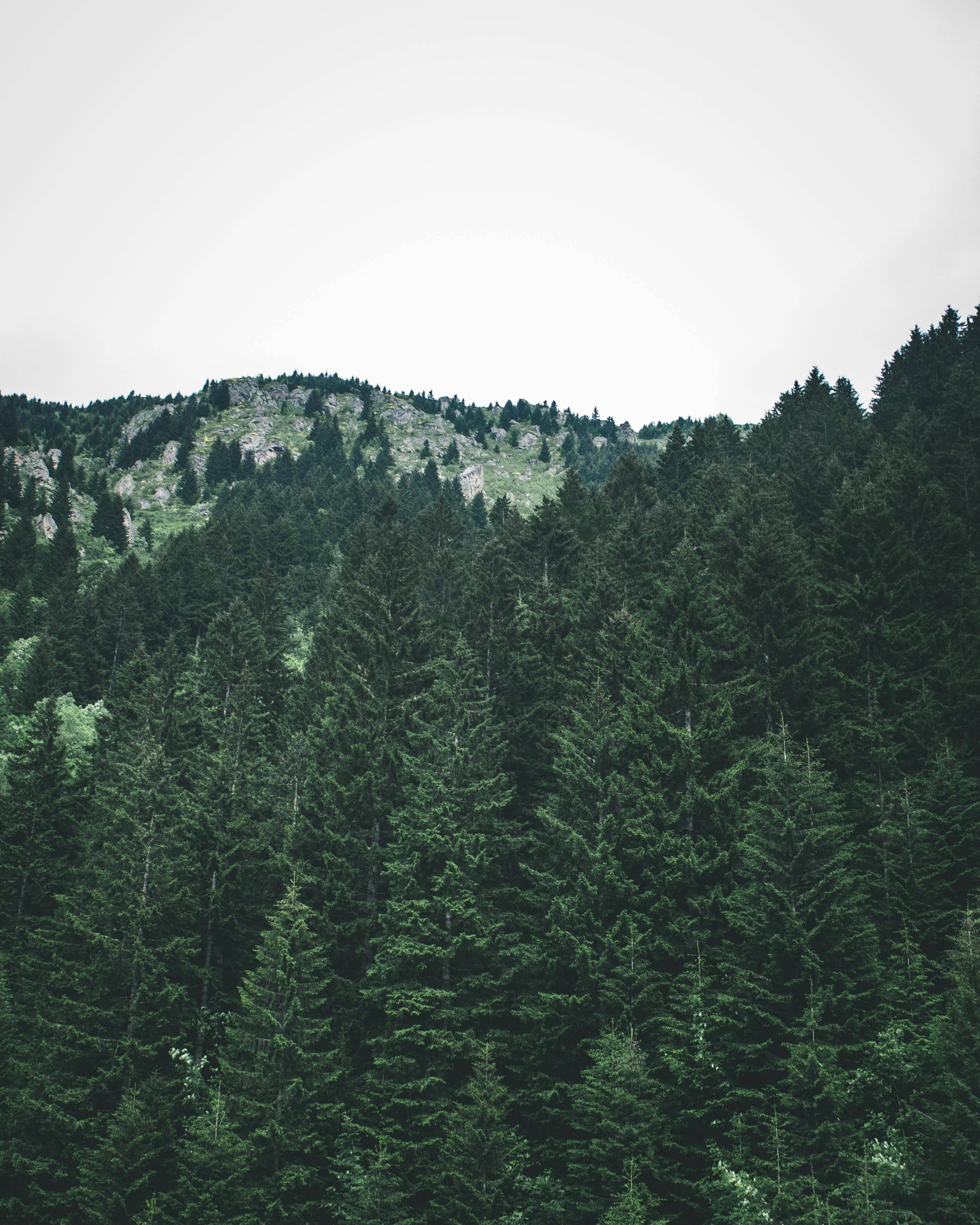 Pine Trees · Free Stock Photo
