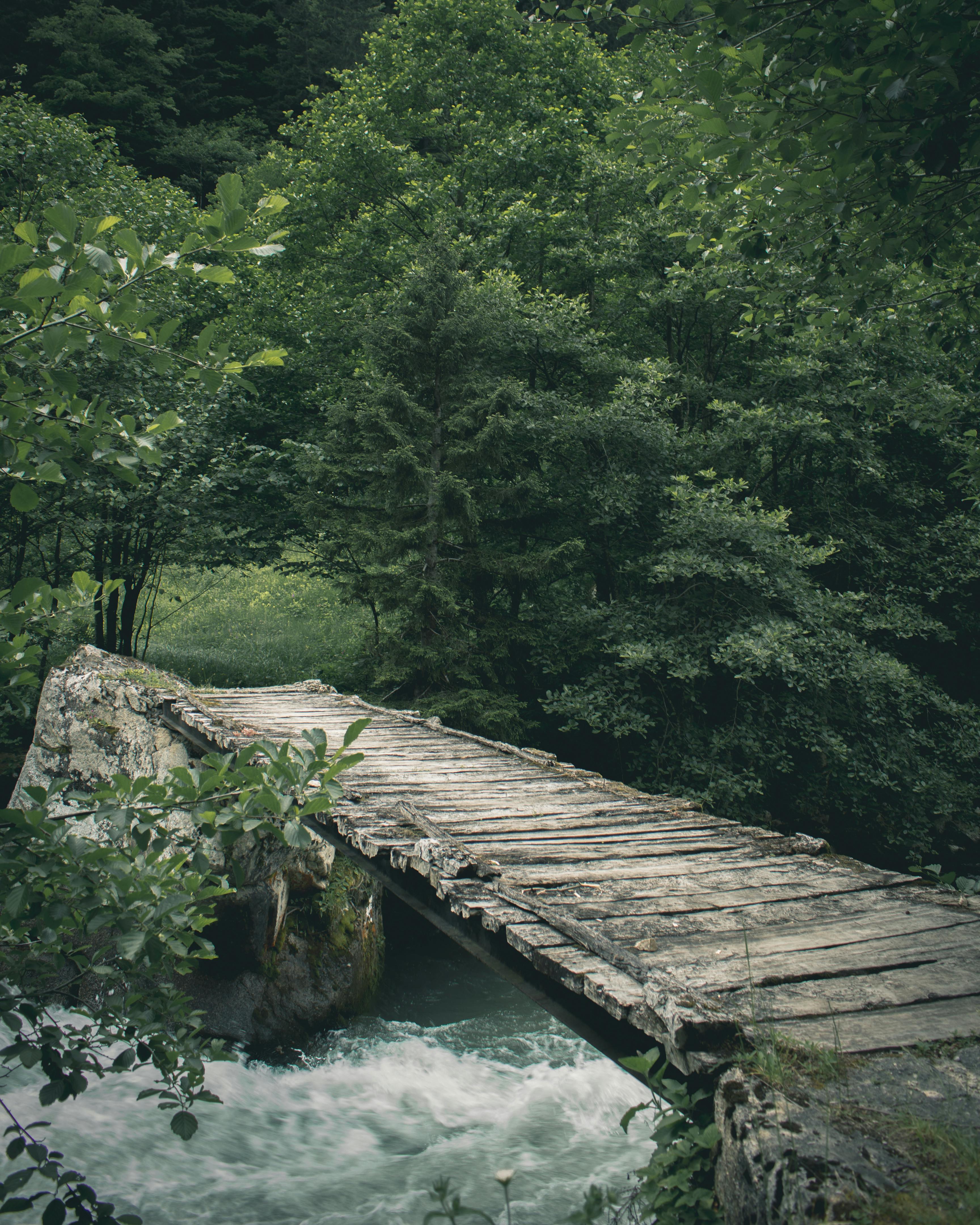 Wooden Bridge Through Forest · Free Stock Photo