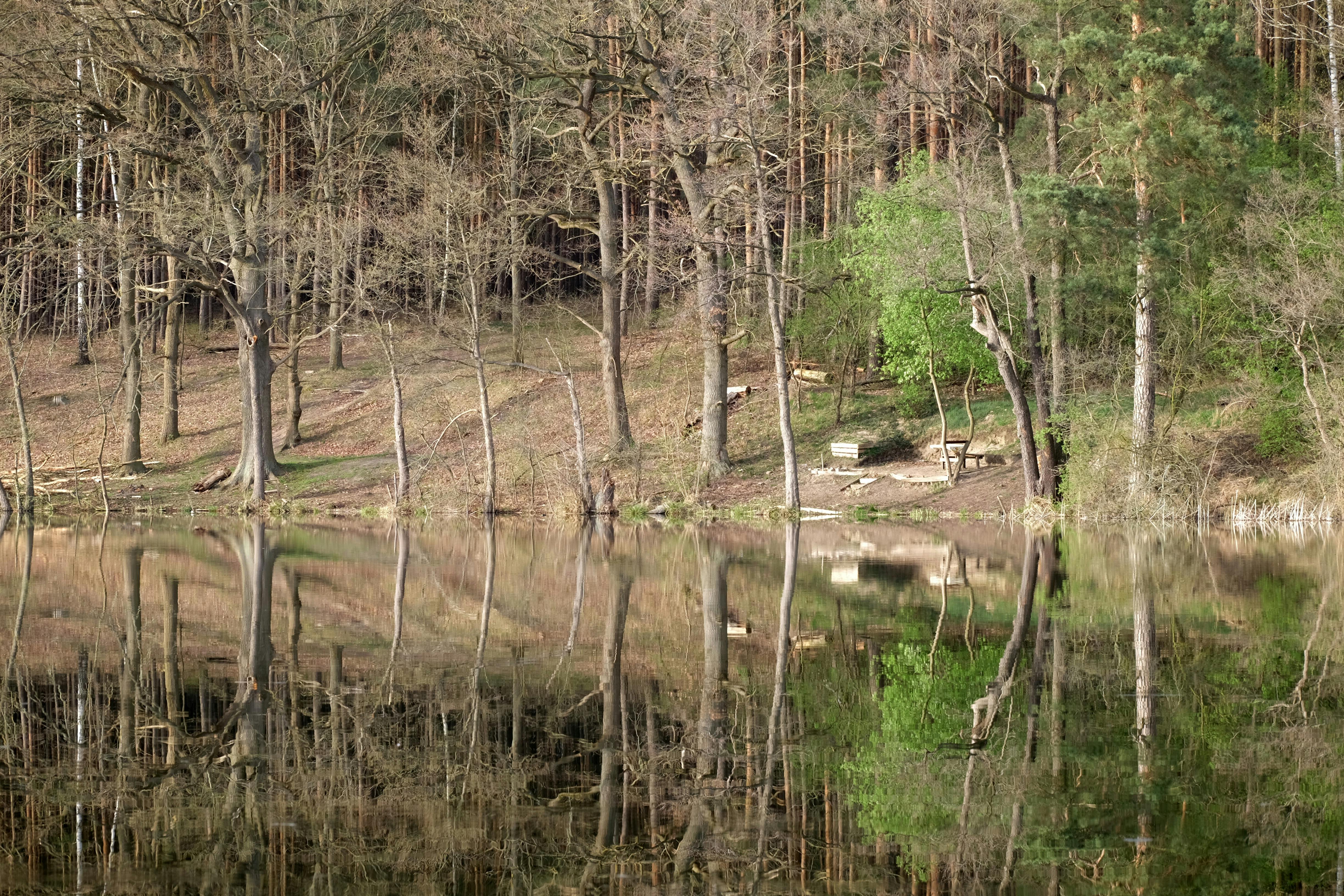 A forest with trees and water reflecting in the trees · Free Stock Photo