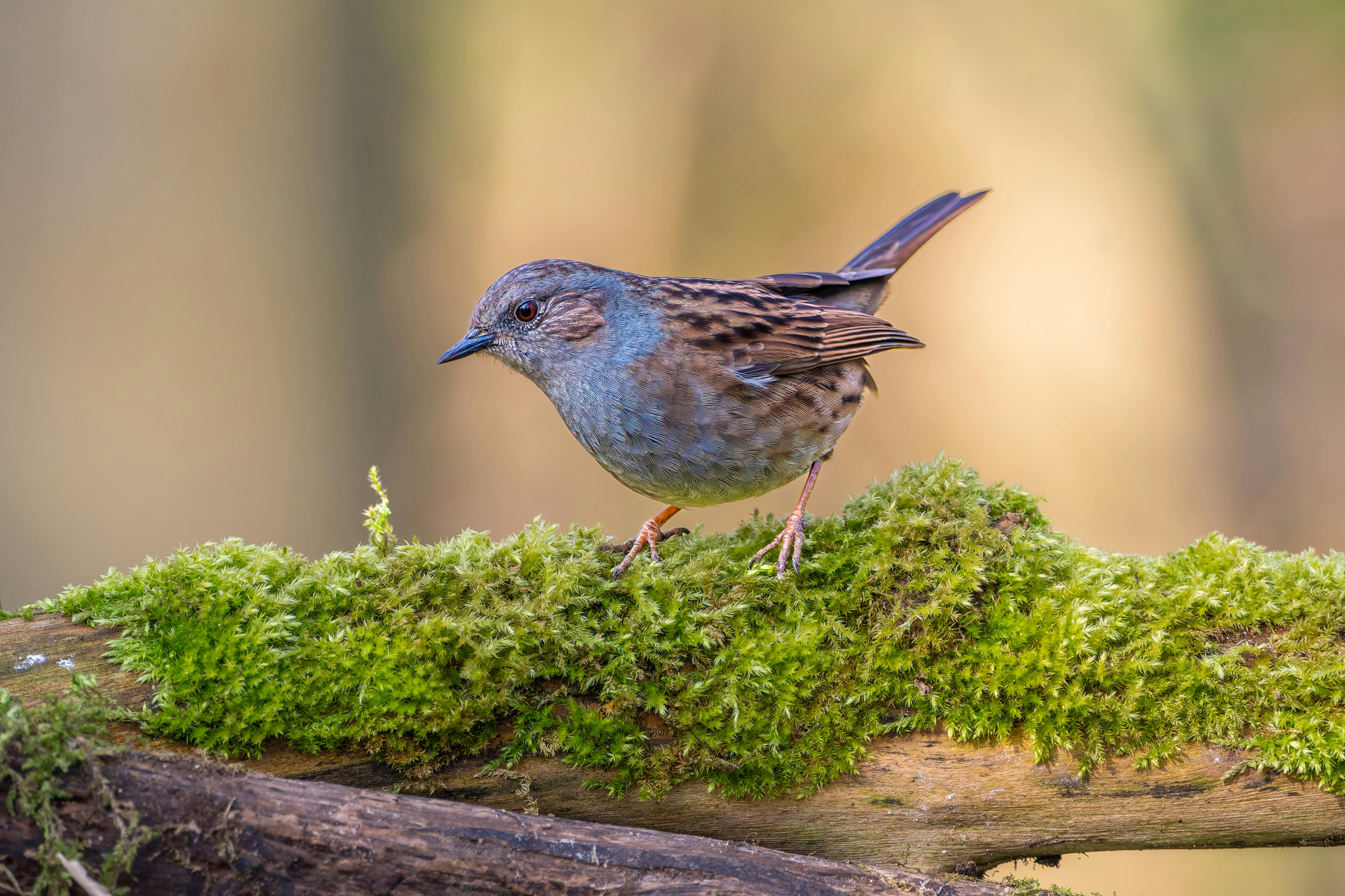 Small Bird Photos, Download The BEST Free Small Bird Stock Photos & HD ...