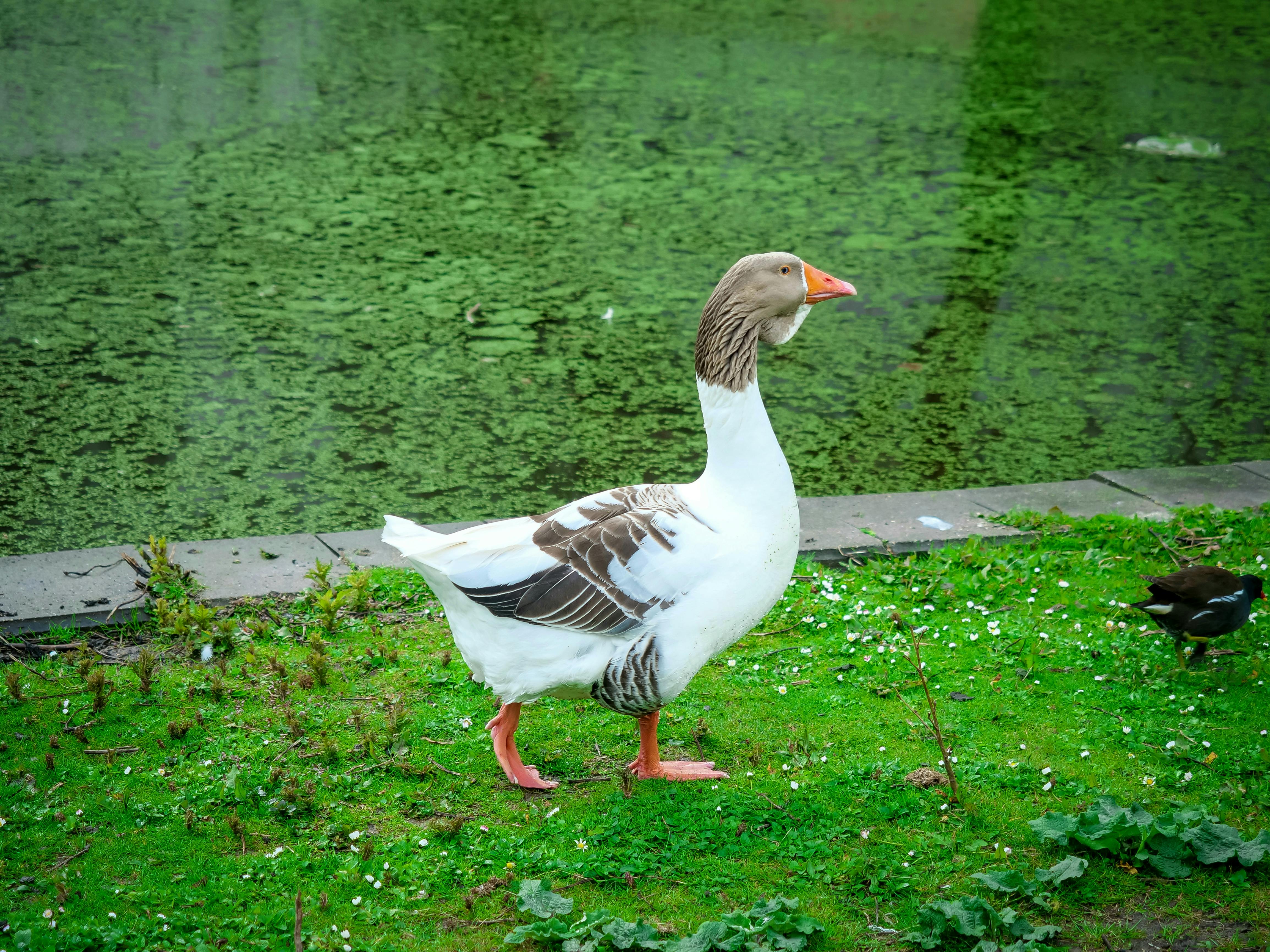 A duck walking on the grass · Free Stock Photo