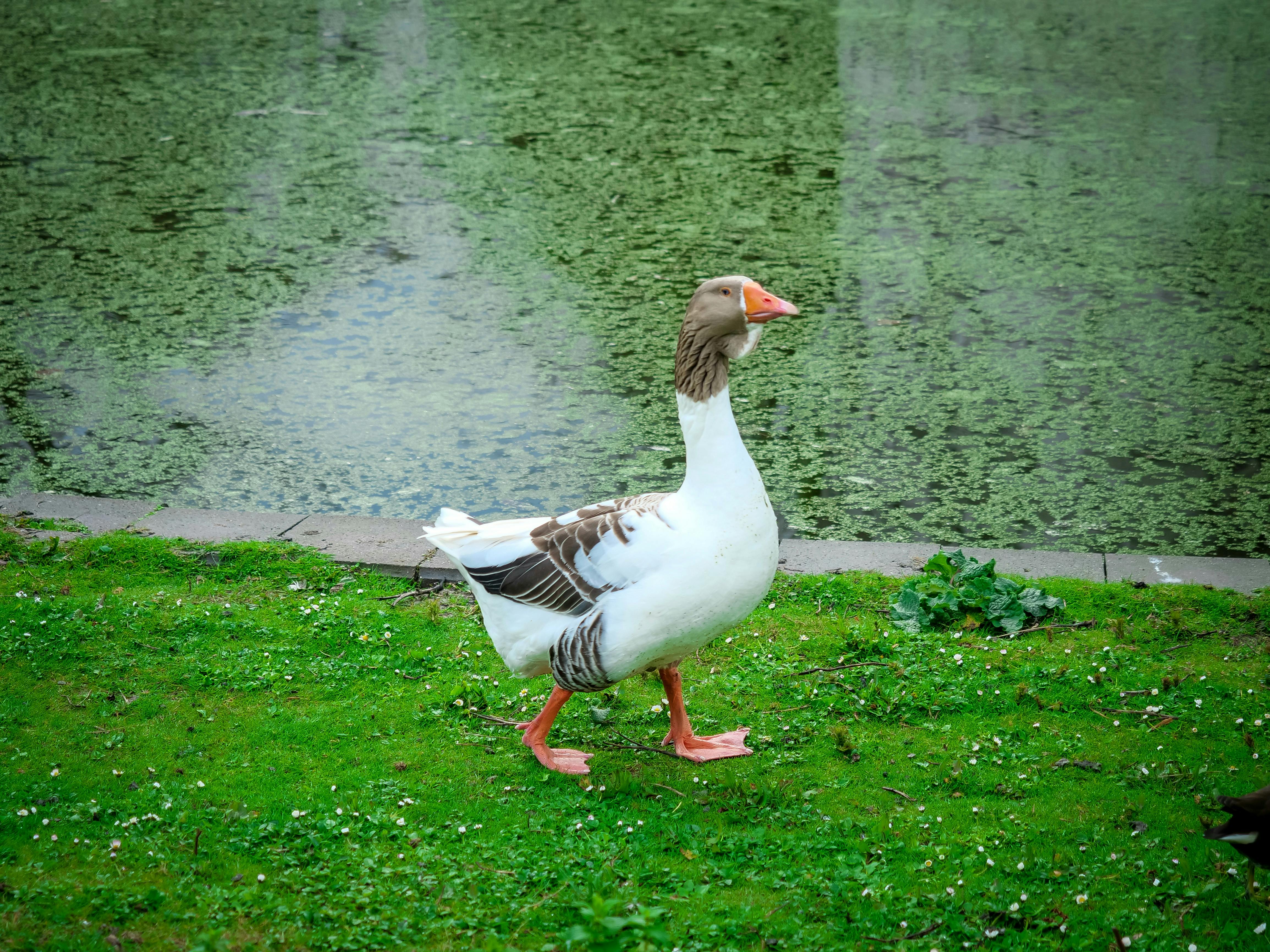 Scania Goose by Pond · Free Stock Photo