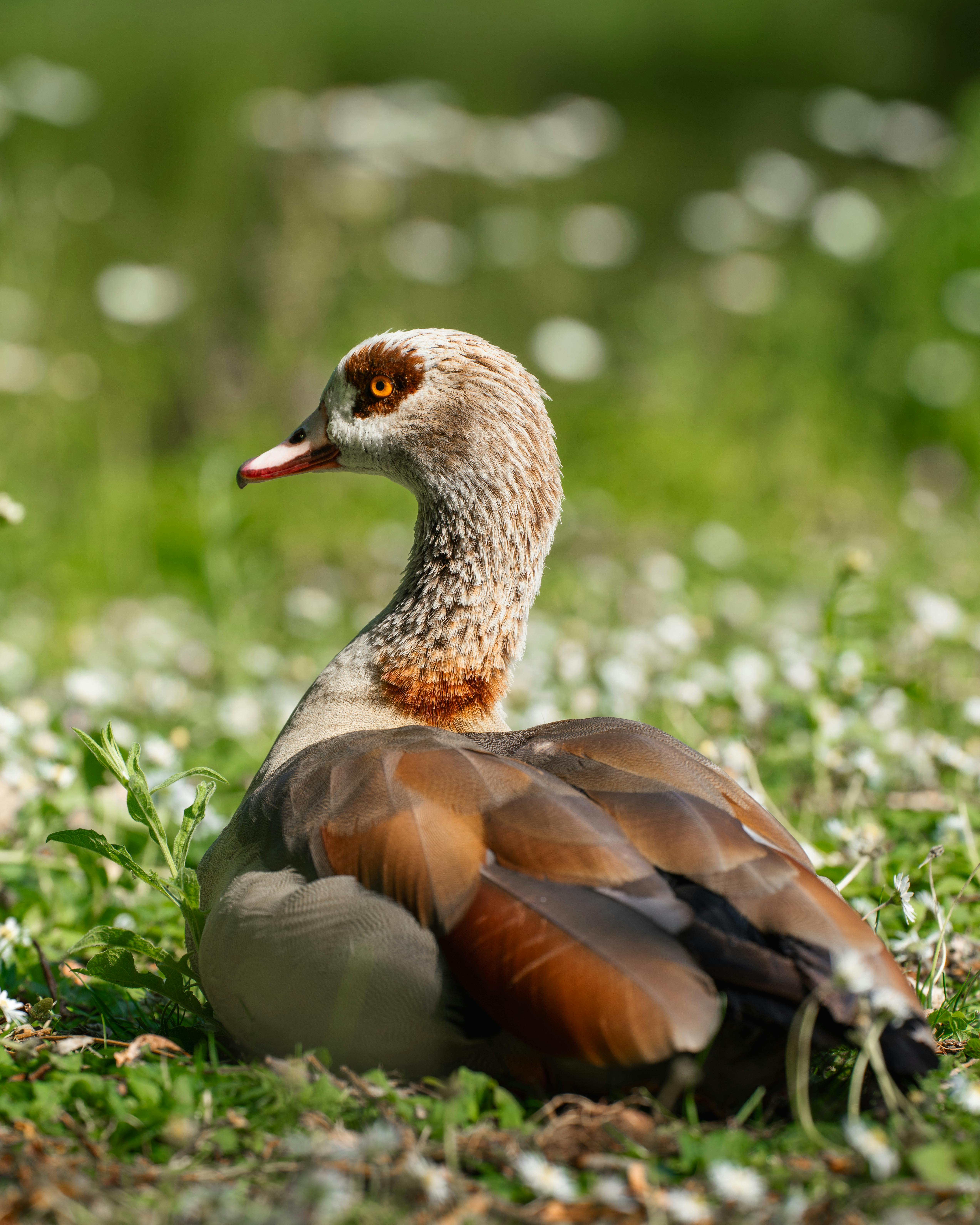 Serene Duck in the Park · Free Stock Photo