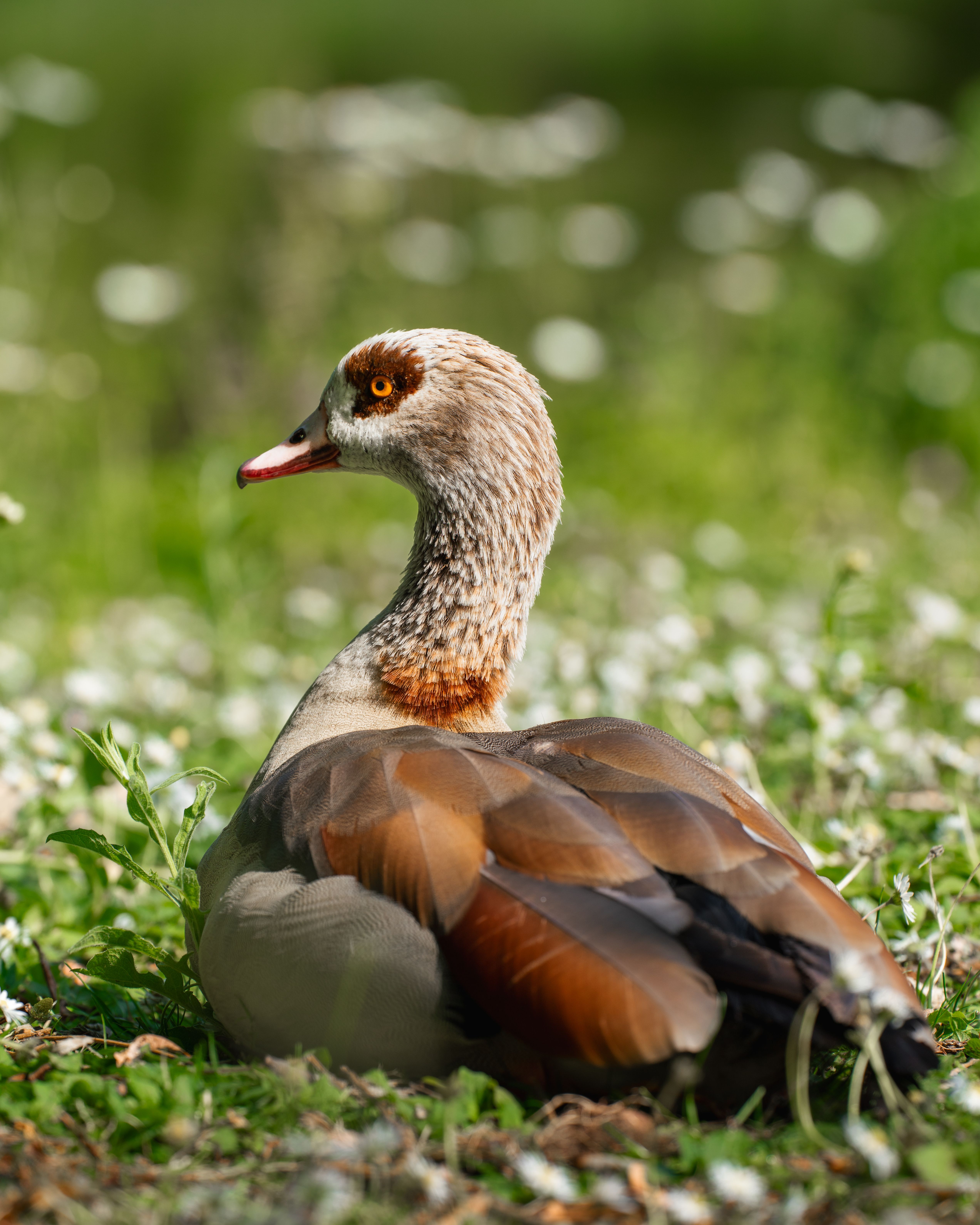 Serene Duck in the Park · Free Stock Photo