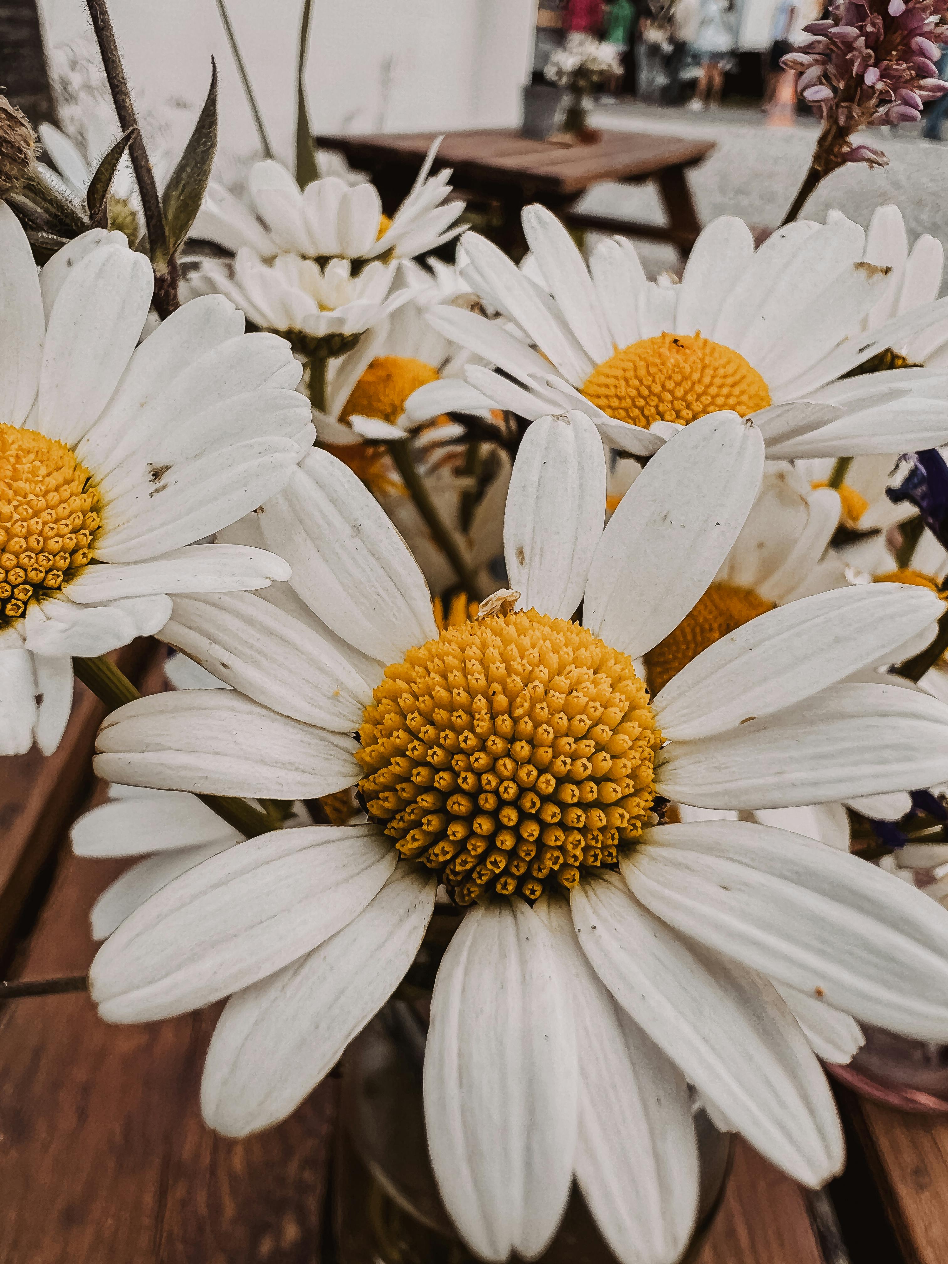White Chamomile Flowers · Free Stock Photo