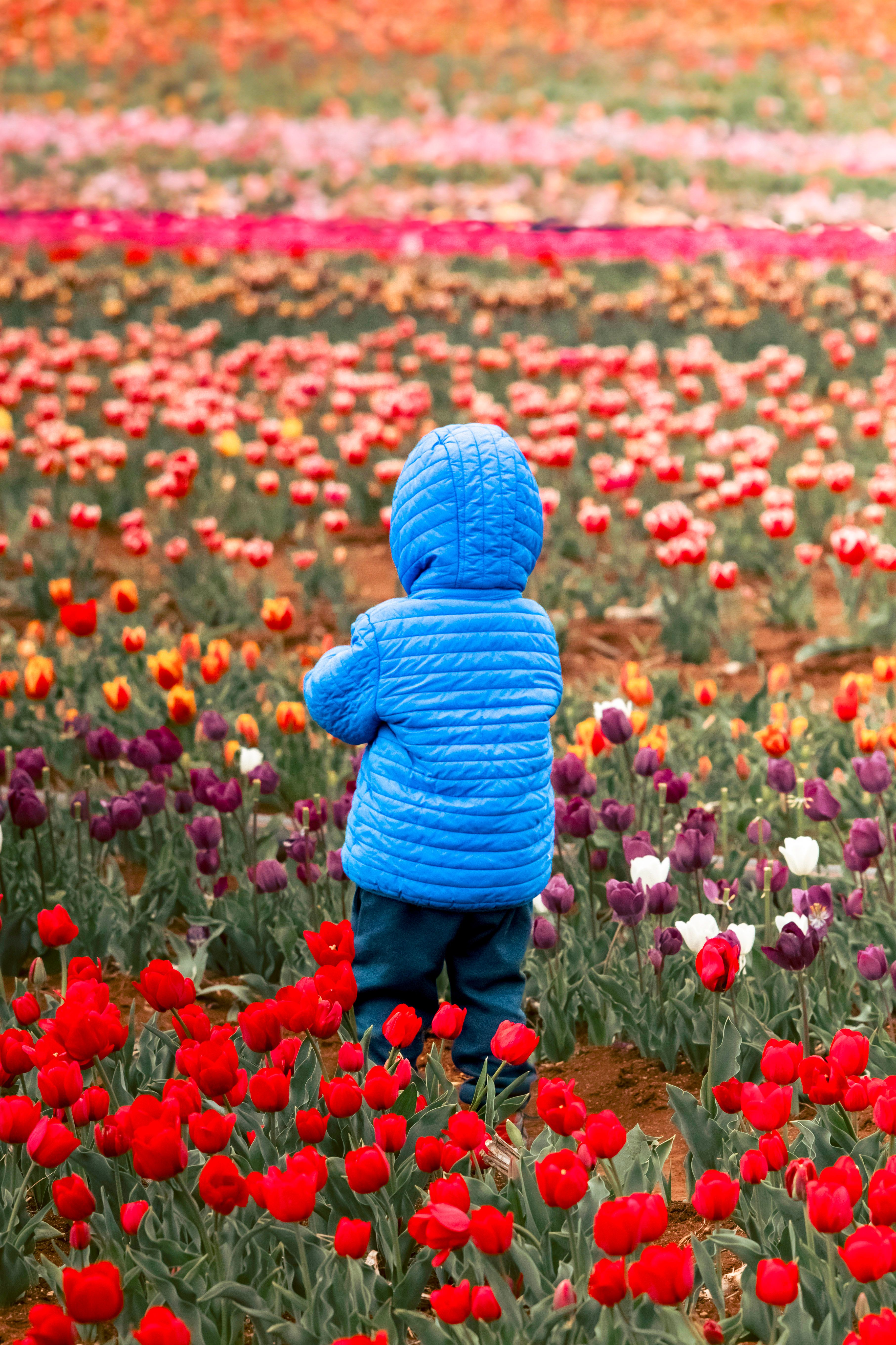 Boy in Blue Jacket Standing on Meadow with Tulips · Free Stock Photo
