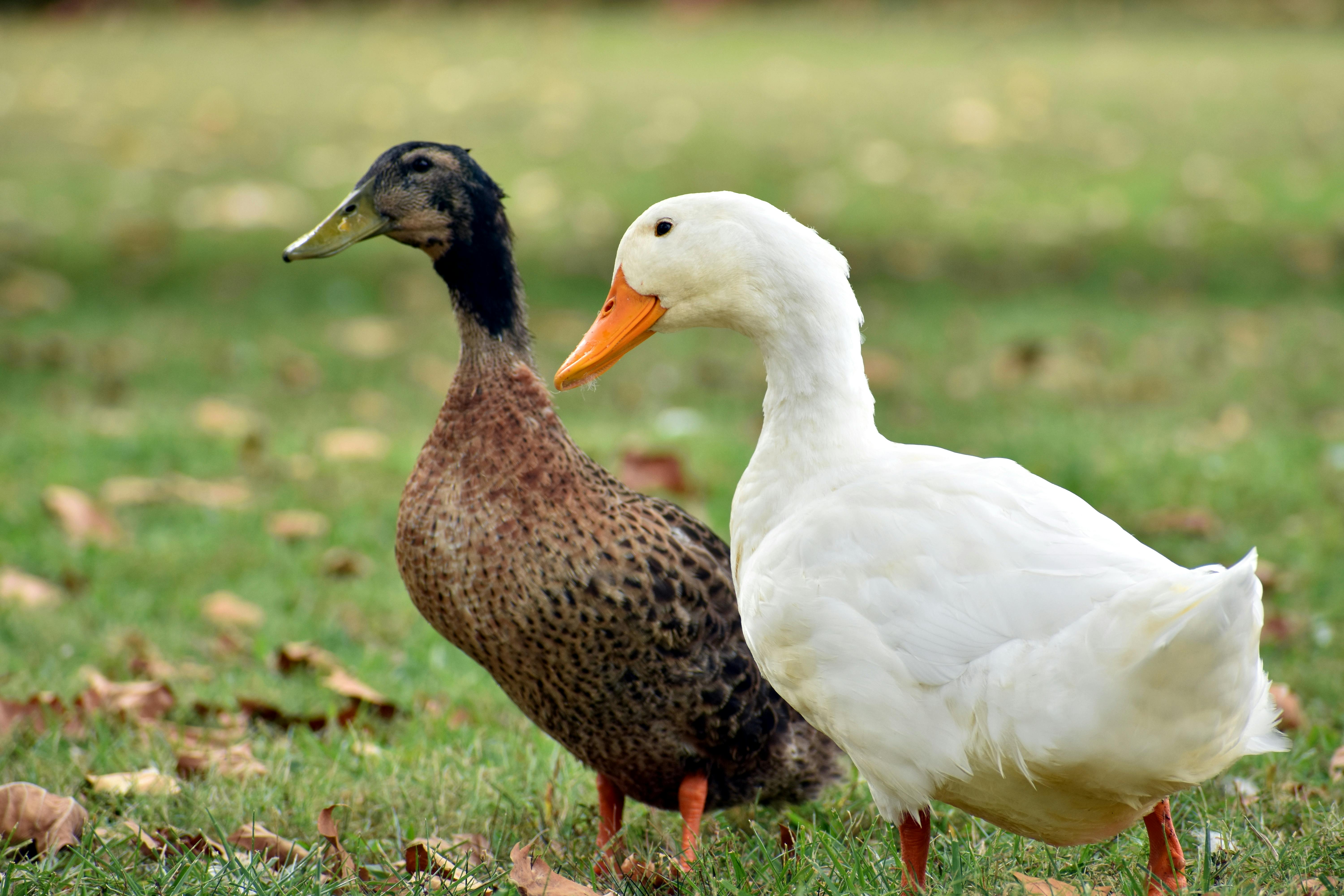 Hellbender Salamander Tennessee Conservation Update