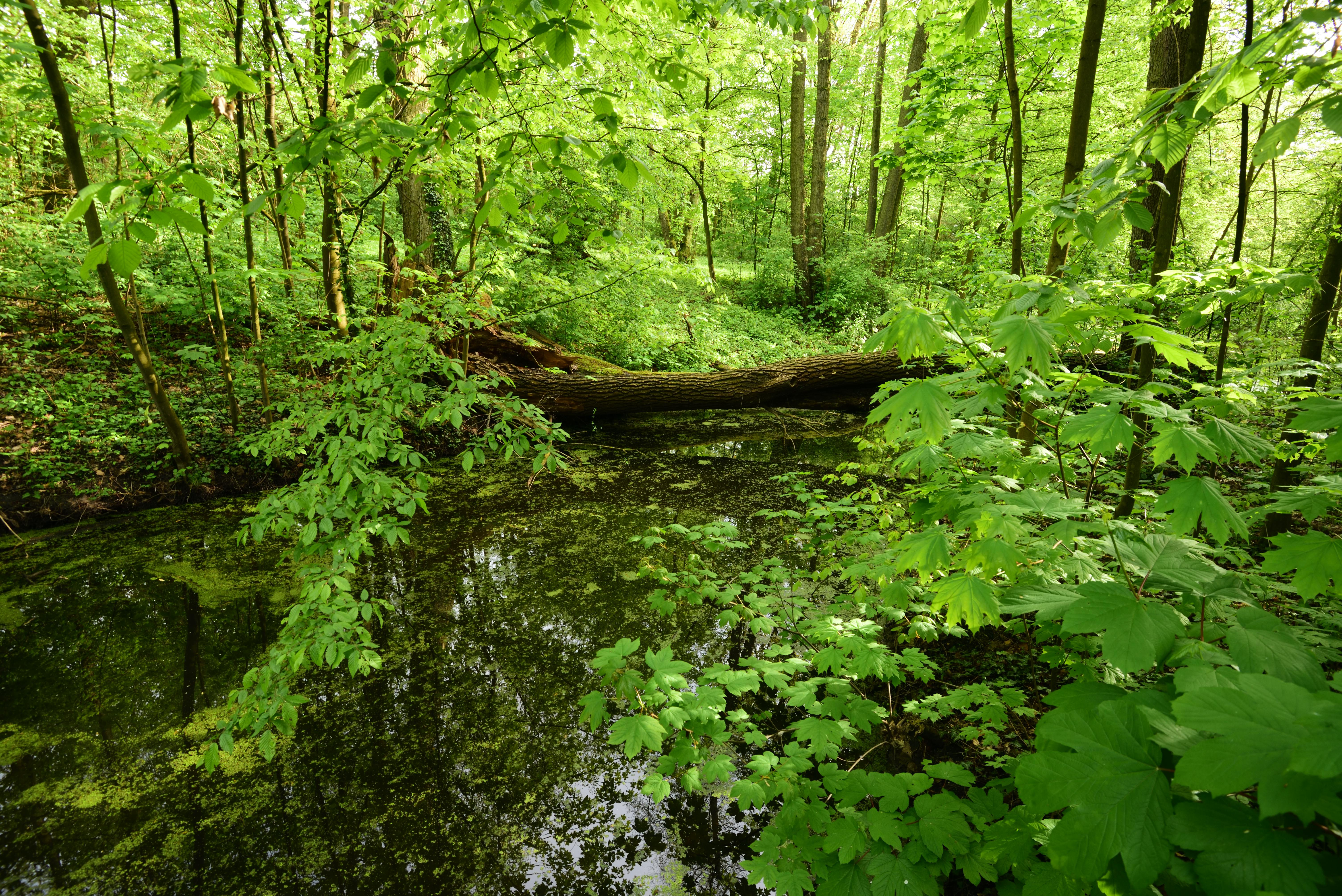fallen tree over river · Free Stock Photo