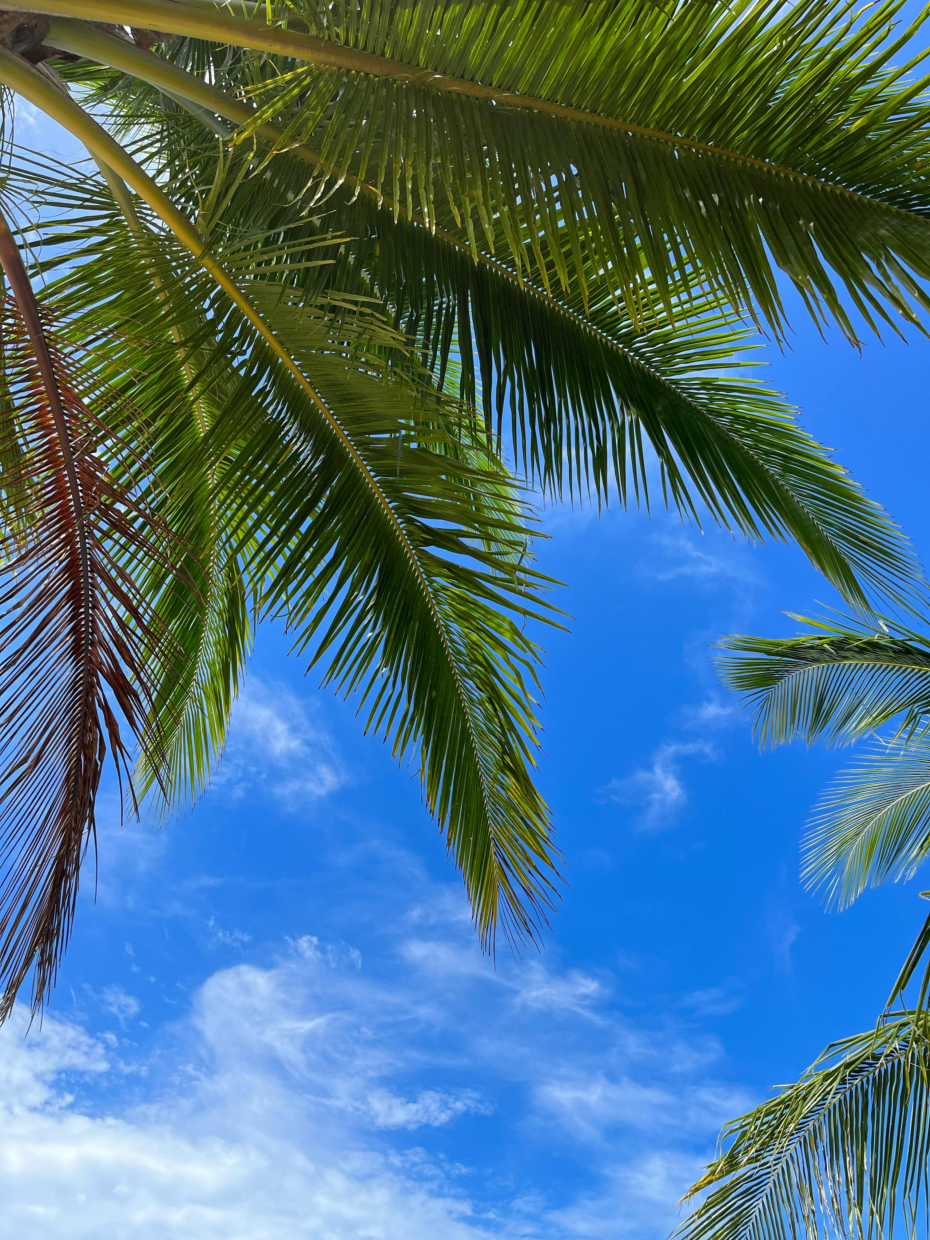 Tropical Palm Tree · Free Stock Photo