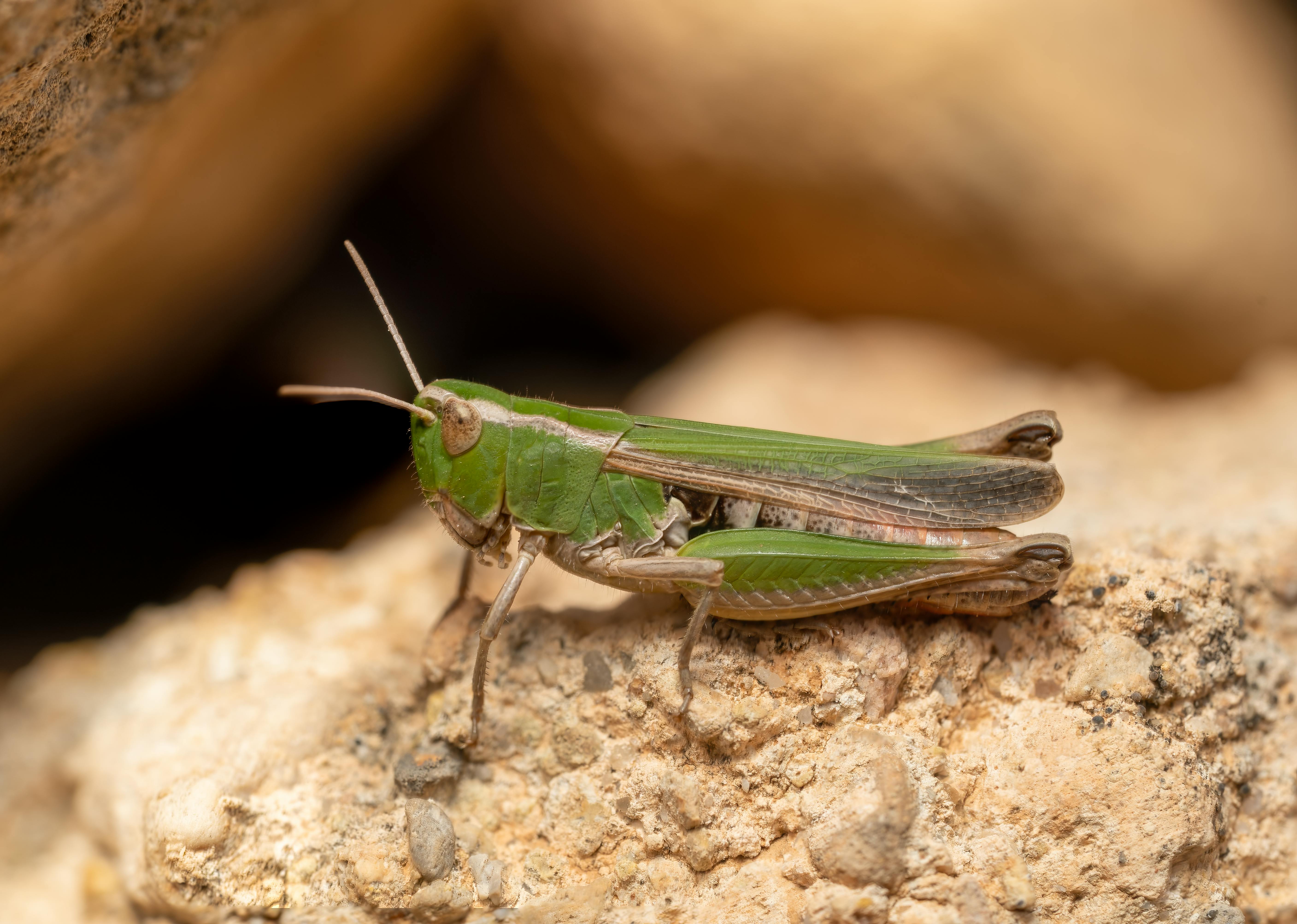 Foto de stock gratuita sobre al aire libre, animal, antenna, artrópoda ...