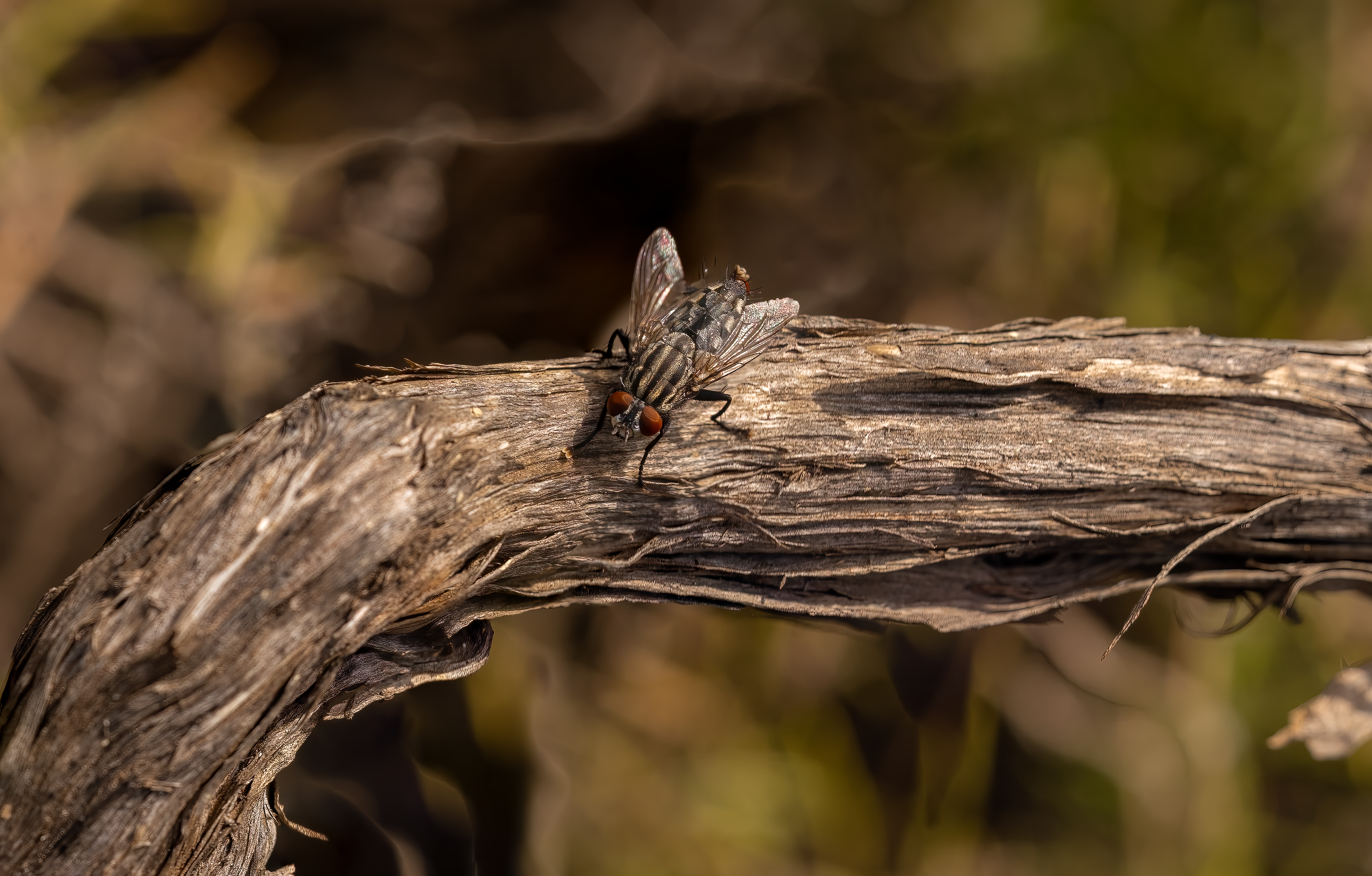 Fly on Branch · Free Stock Photo