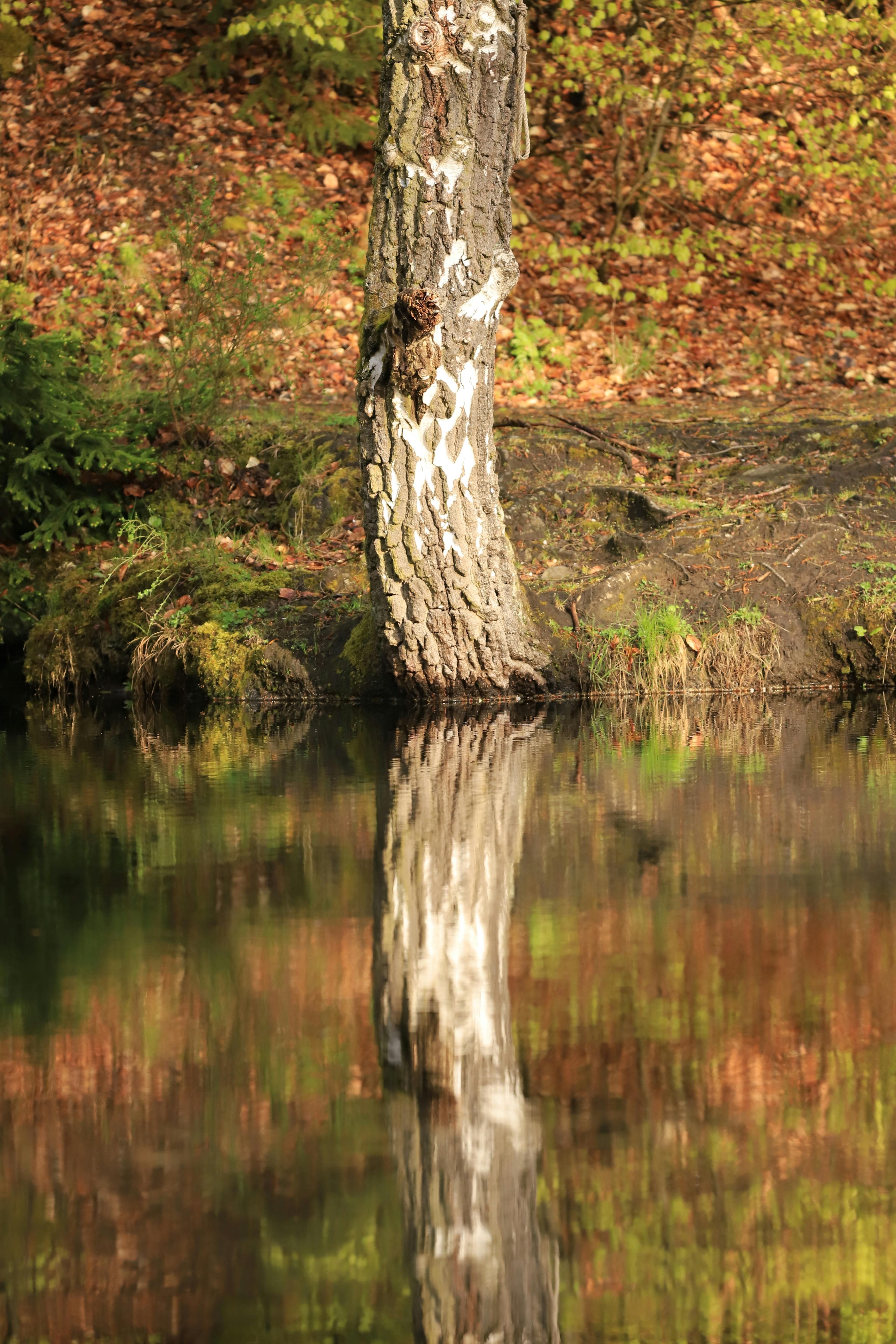 Tree near Water · Free Stock Photo
