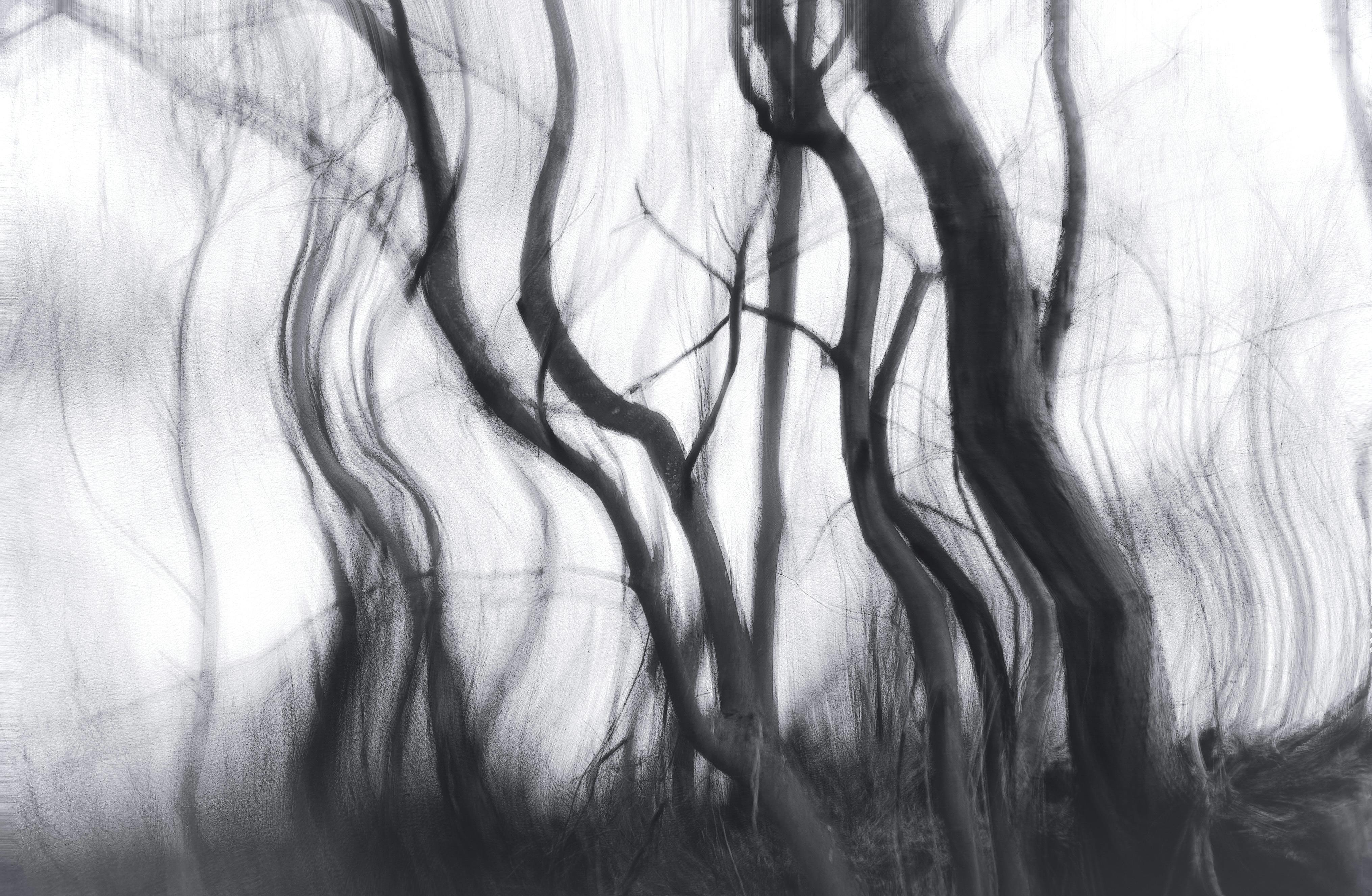 Defocused Trees in Forest · Free Stock Photo