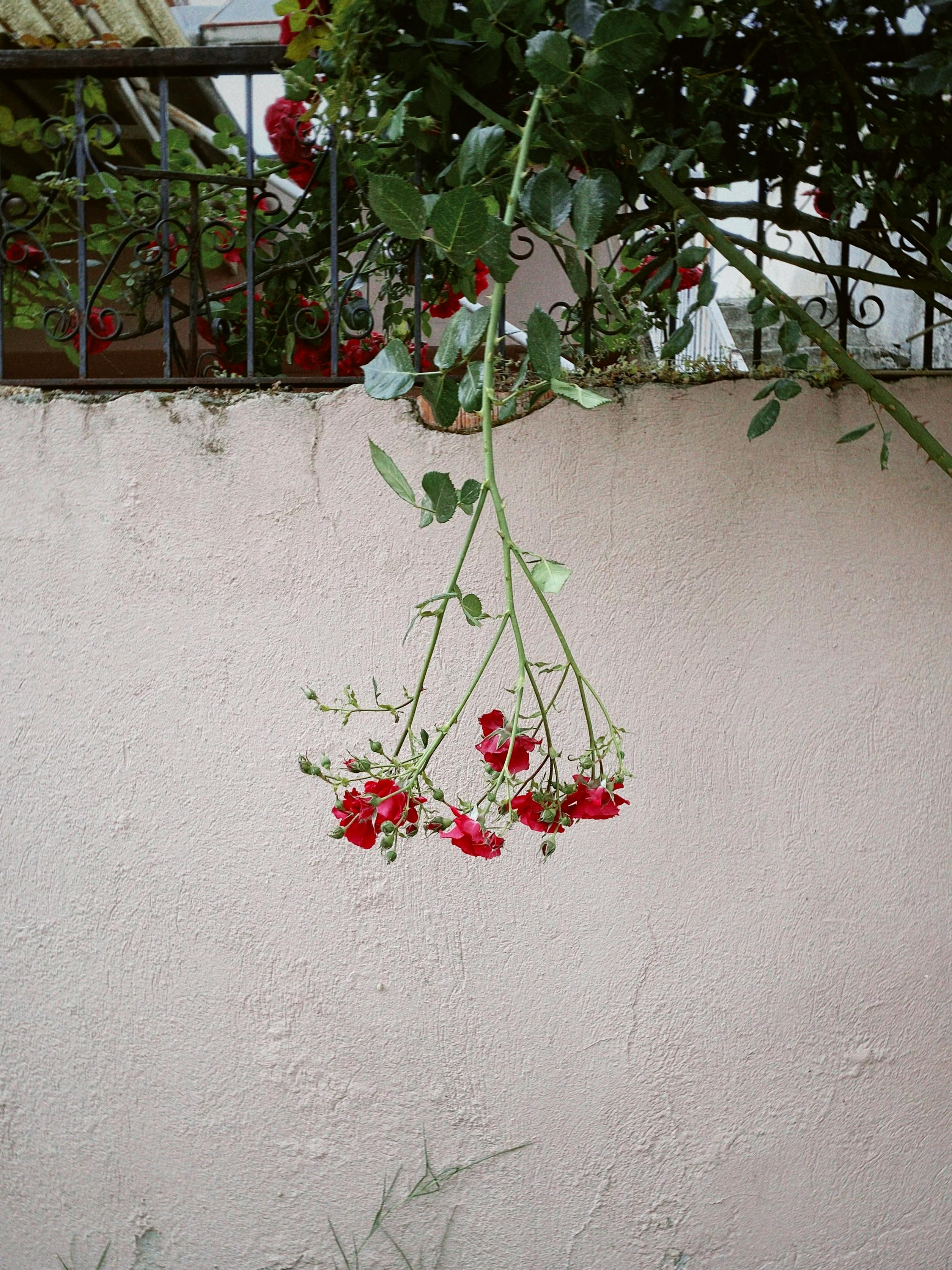 Red Roses Hanging by a White Wall · Free Stock Photo