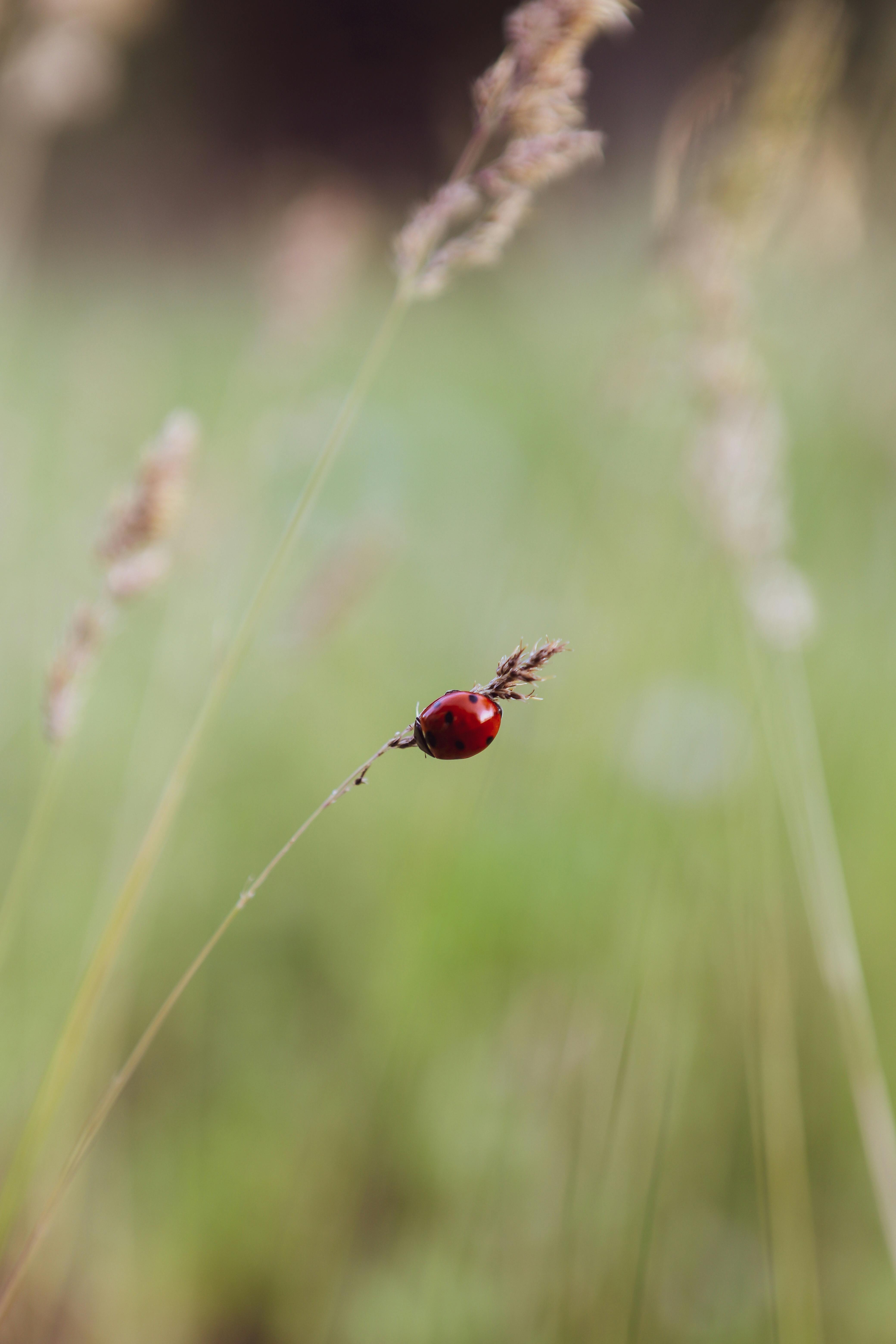 Close Up Photo of Ladybug on Leaf during Daytime · Free Stock Photo
