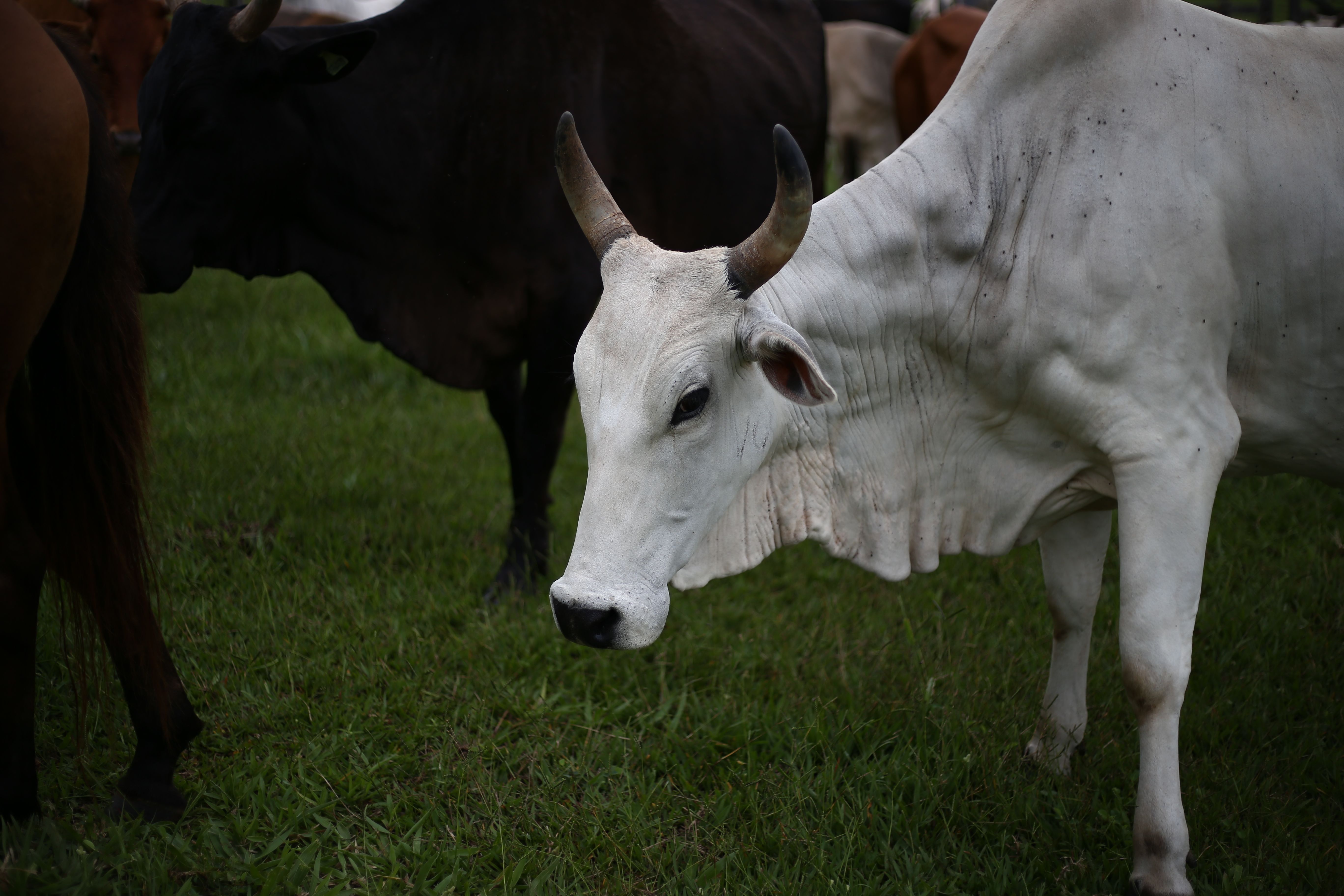 Free stock photo of bull, country estate, cow