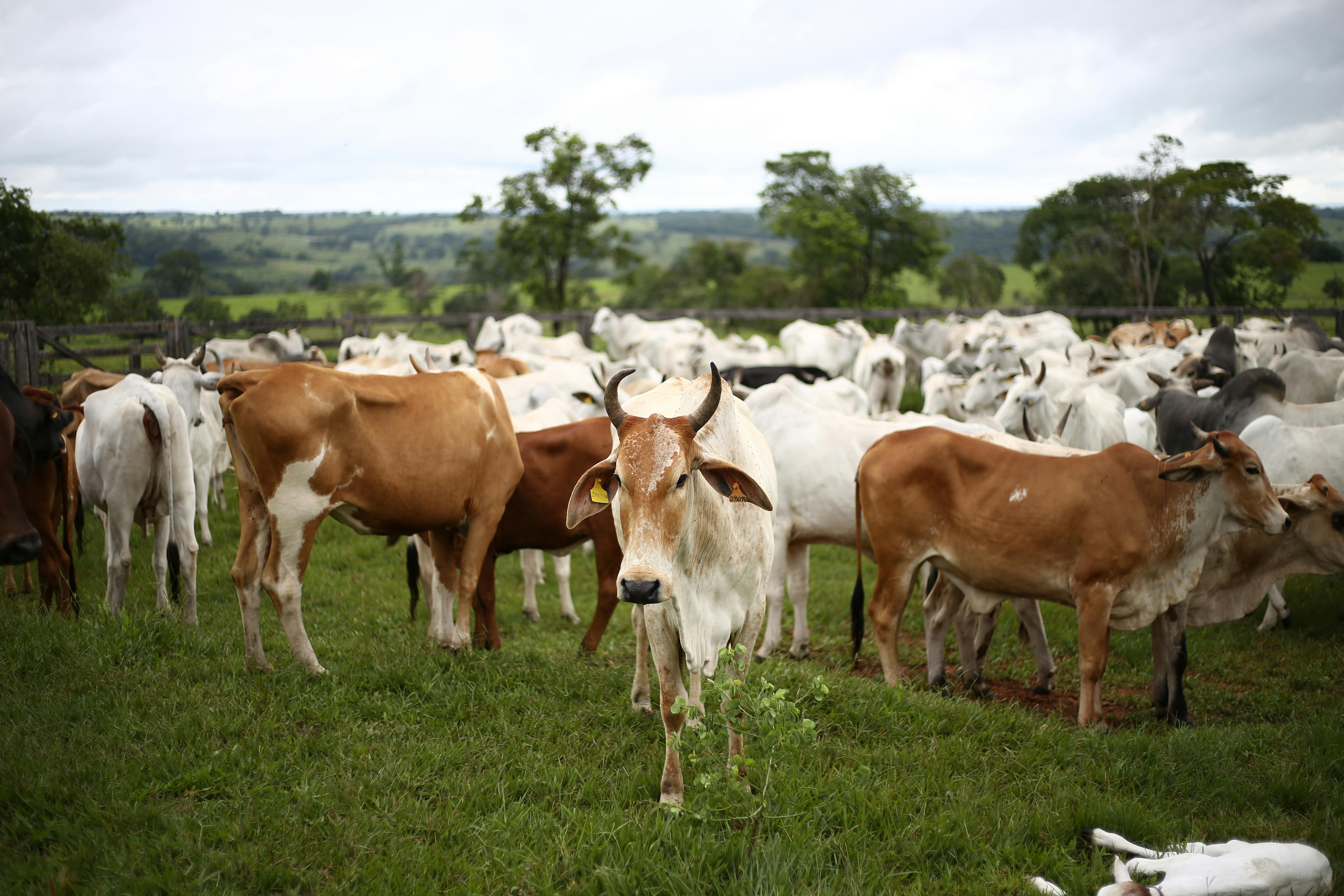 Herd Of Cows · Free Stock Photo