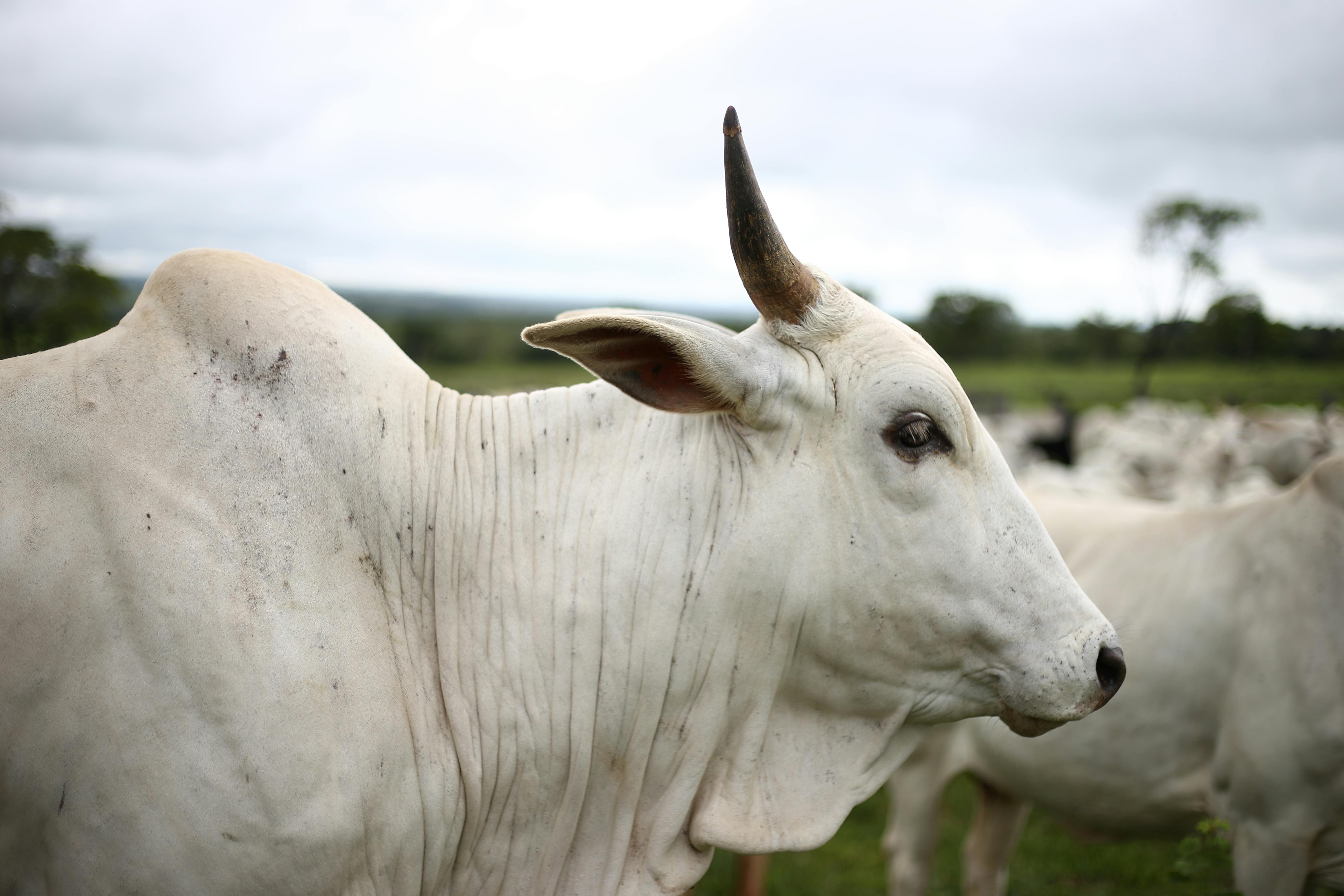 Foto de stock gratuita sobre animal de granja, animales de granja ...