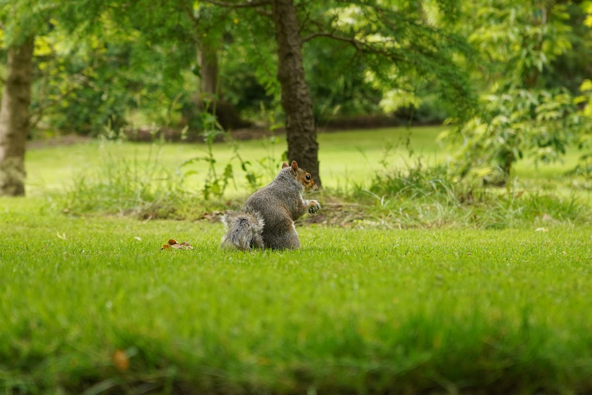 Gray Squirrel Photos, Download The BEST Free Gray Squirrel Stock Photos ...