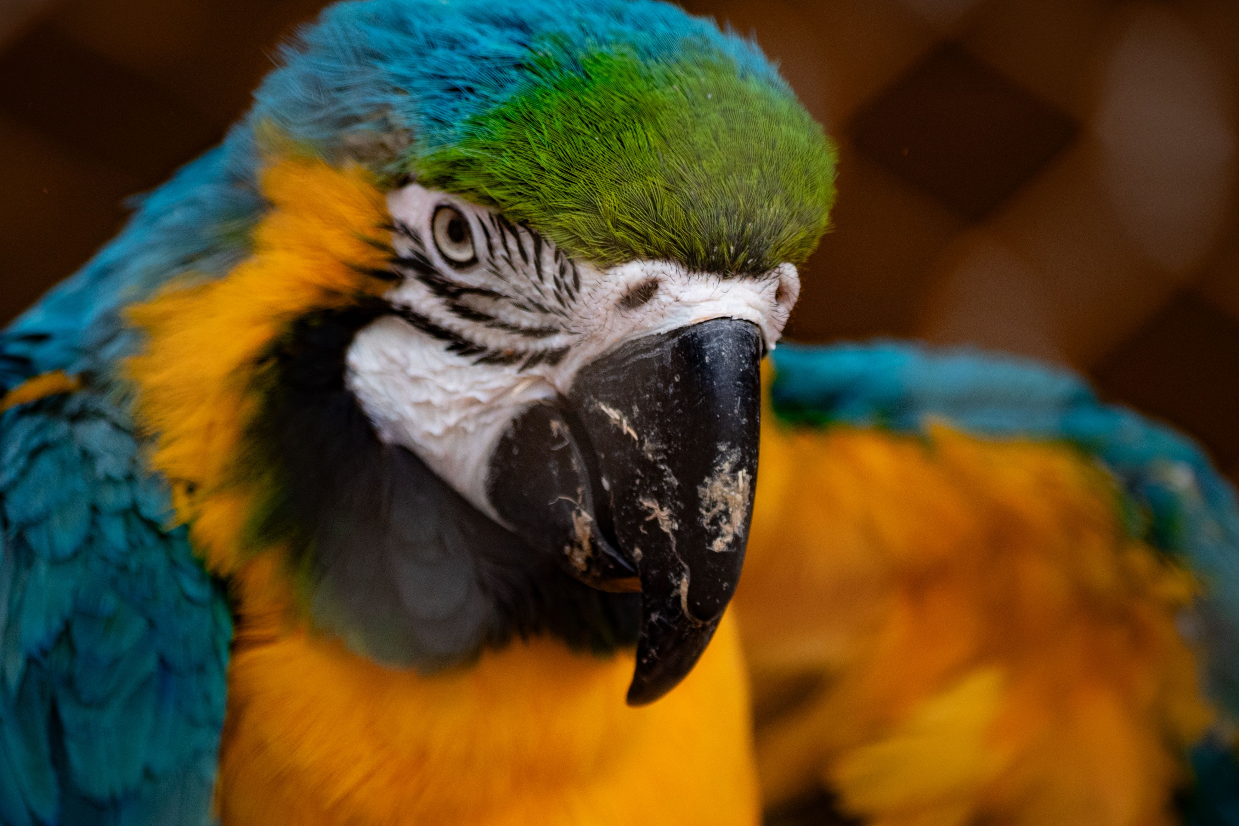 Close-up Photo Blue-and-yellow Macaw · Free Stock Photo