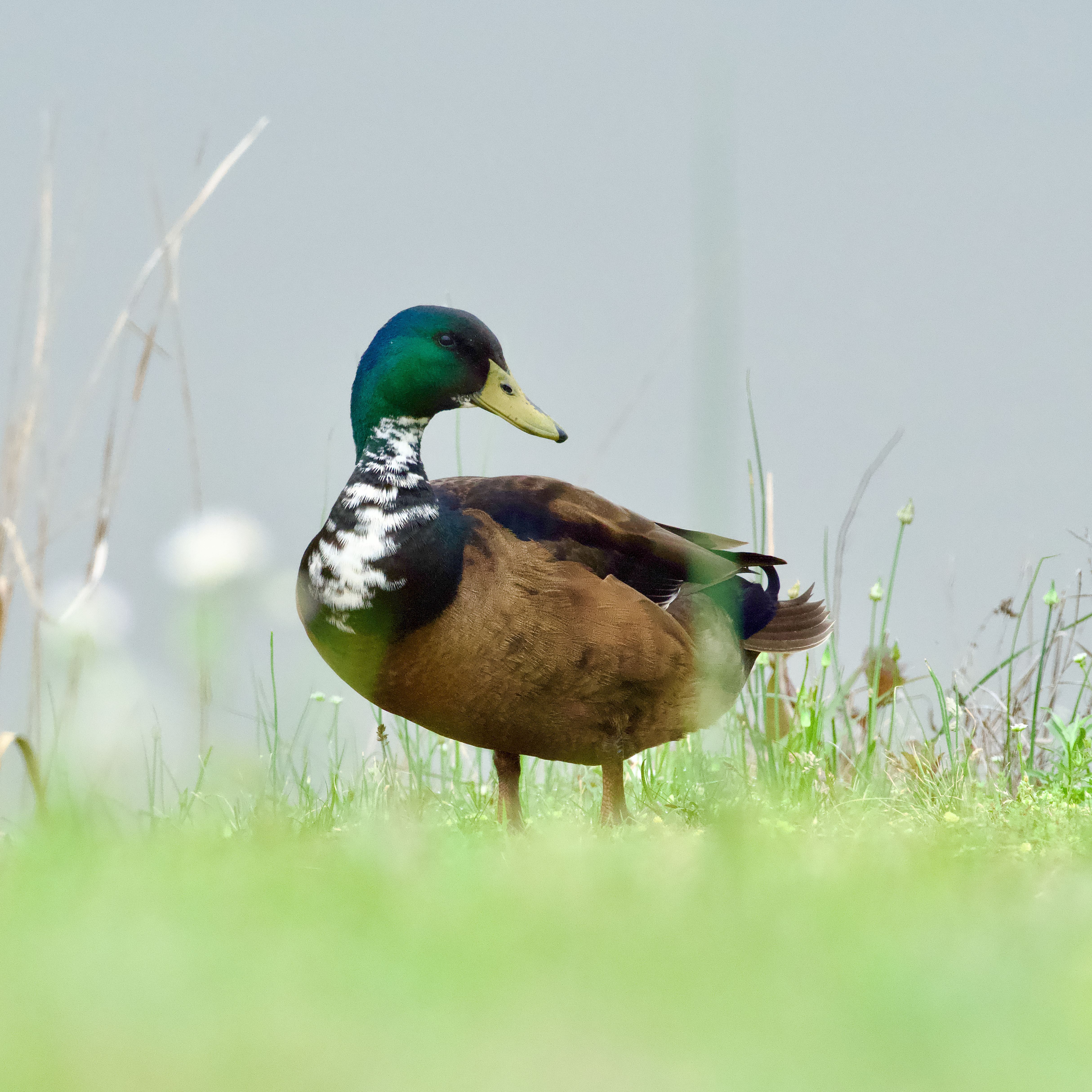 Close-up of a Ruan Duck · Free Stock Photo