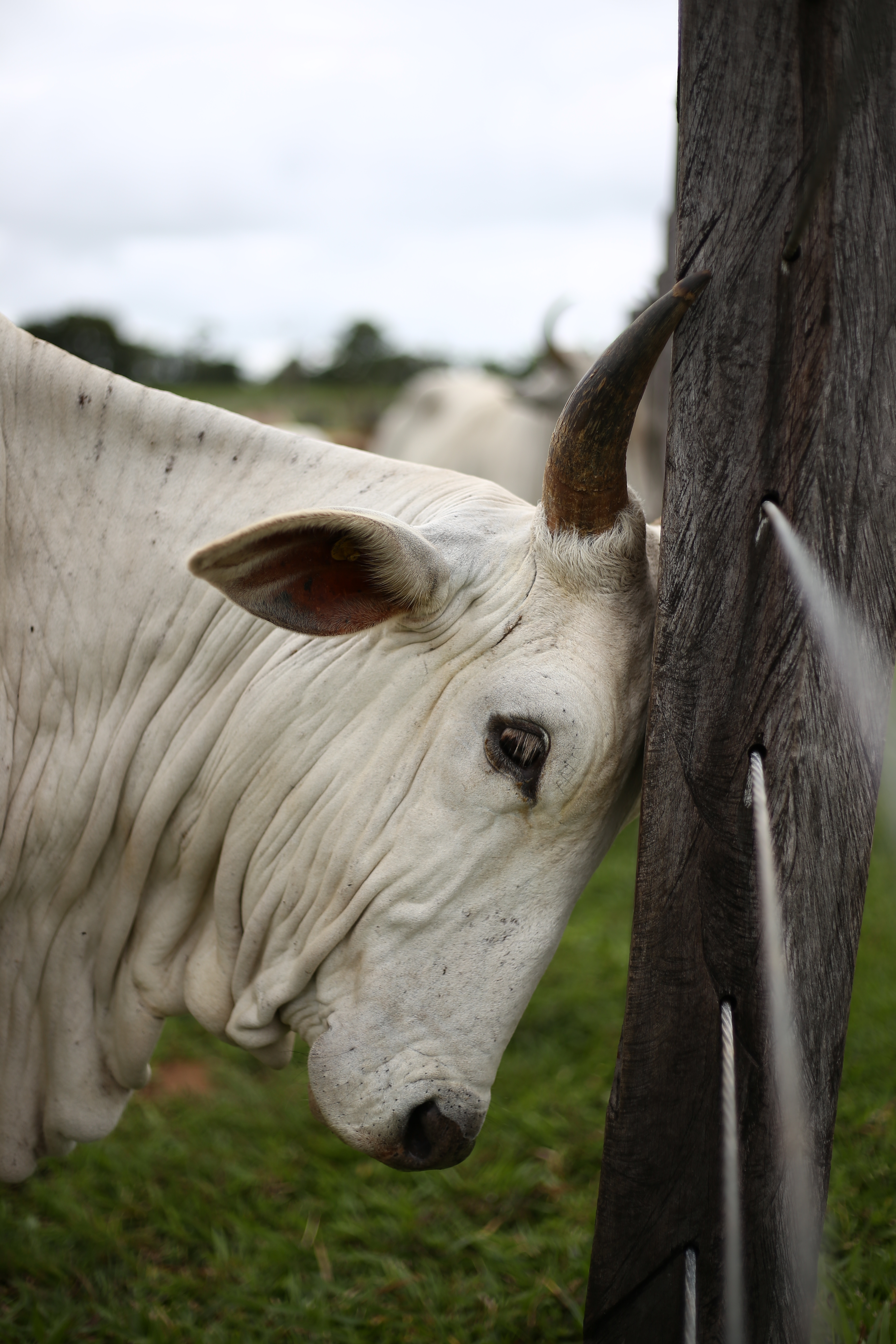Free stock photo of bull, bulls, country estate