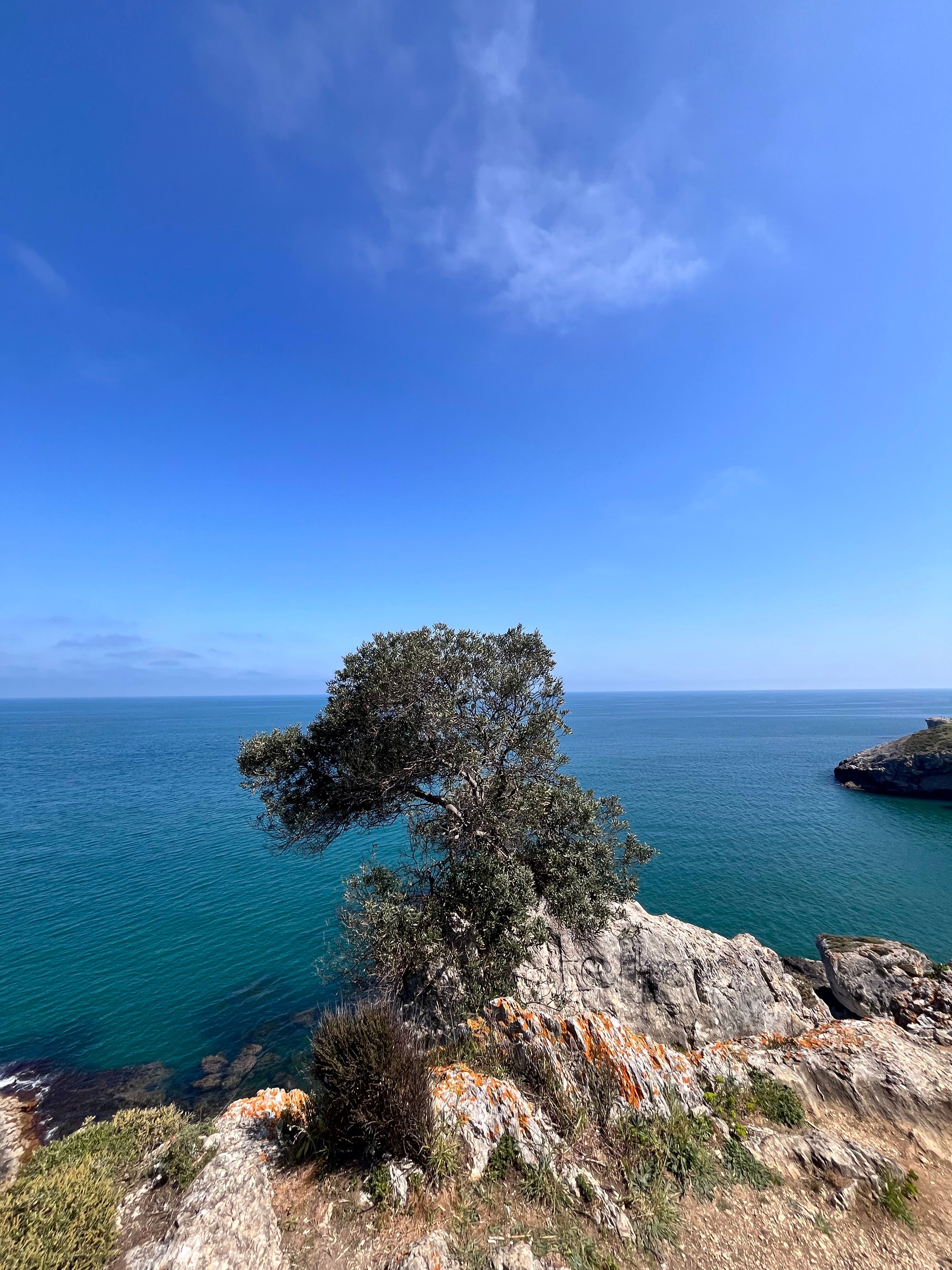 Ocean With Tree Photos, Download The BEST Free Ocean With Tree Stock ...