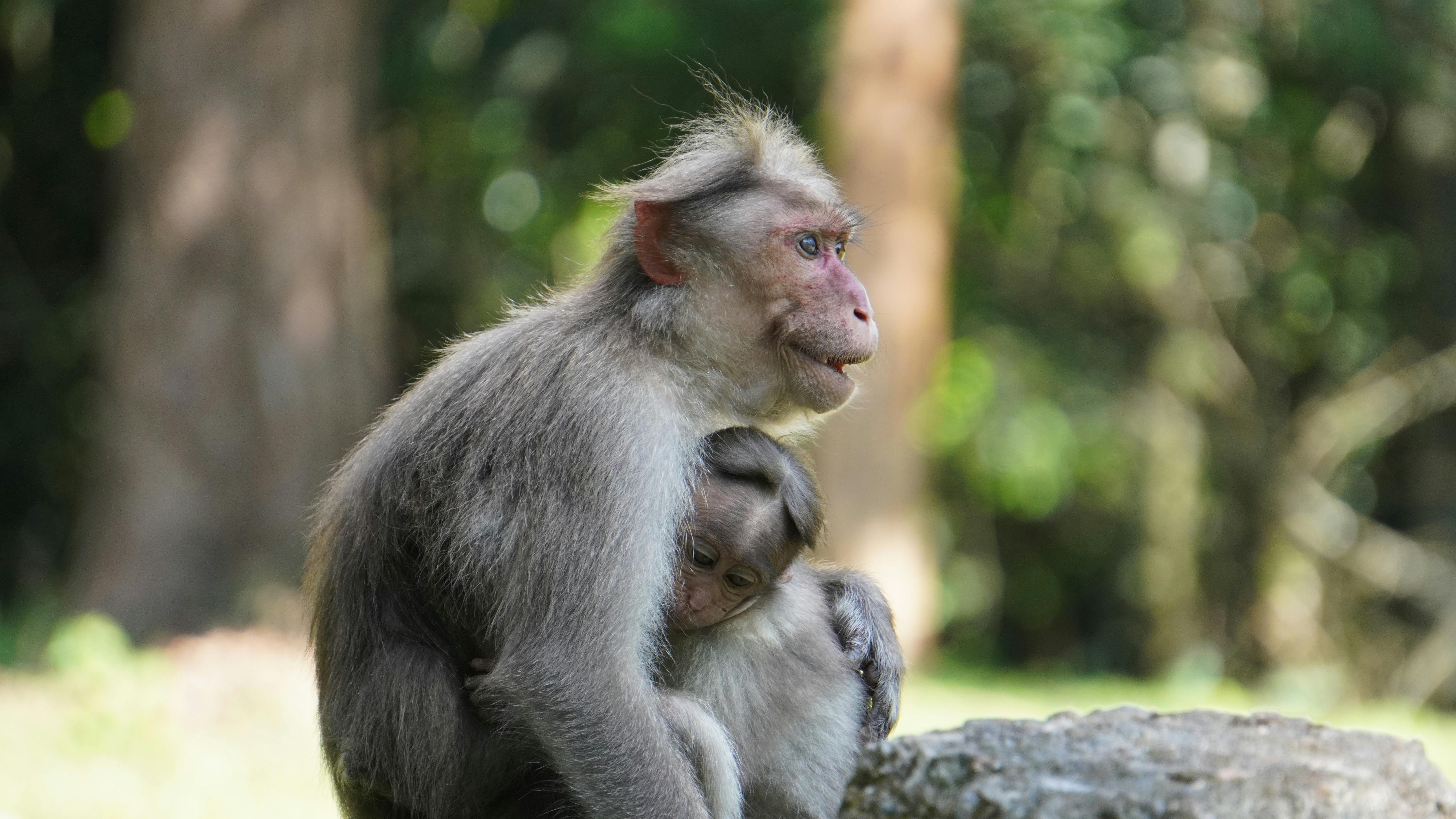 Monkey Holding its Child · Free Stock Photo