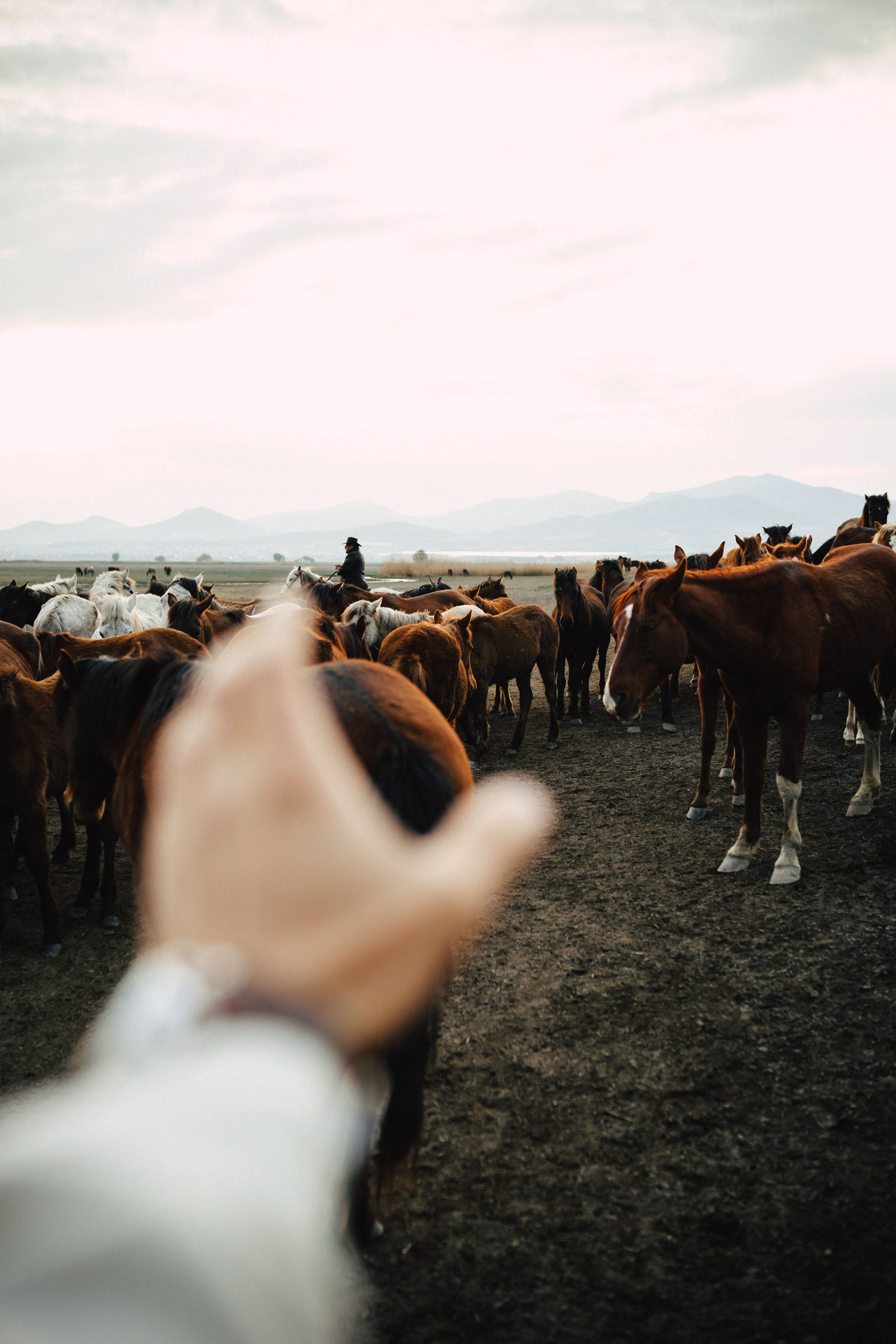 Hand Reaching towards Herd of Horses · Free Stock Photo
