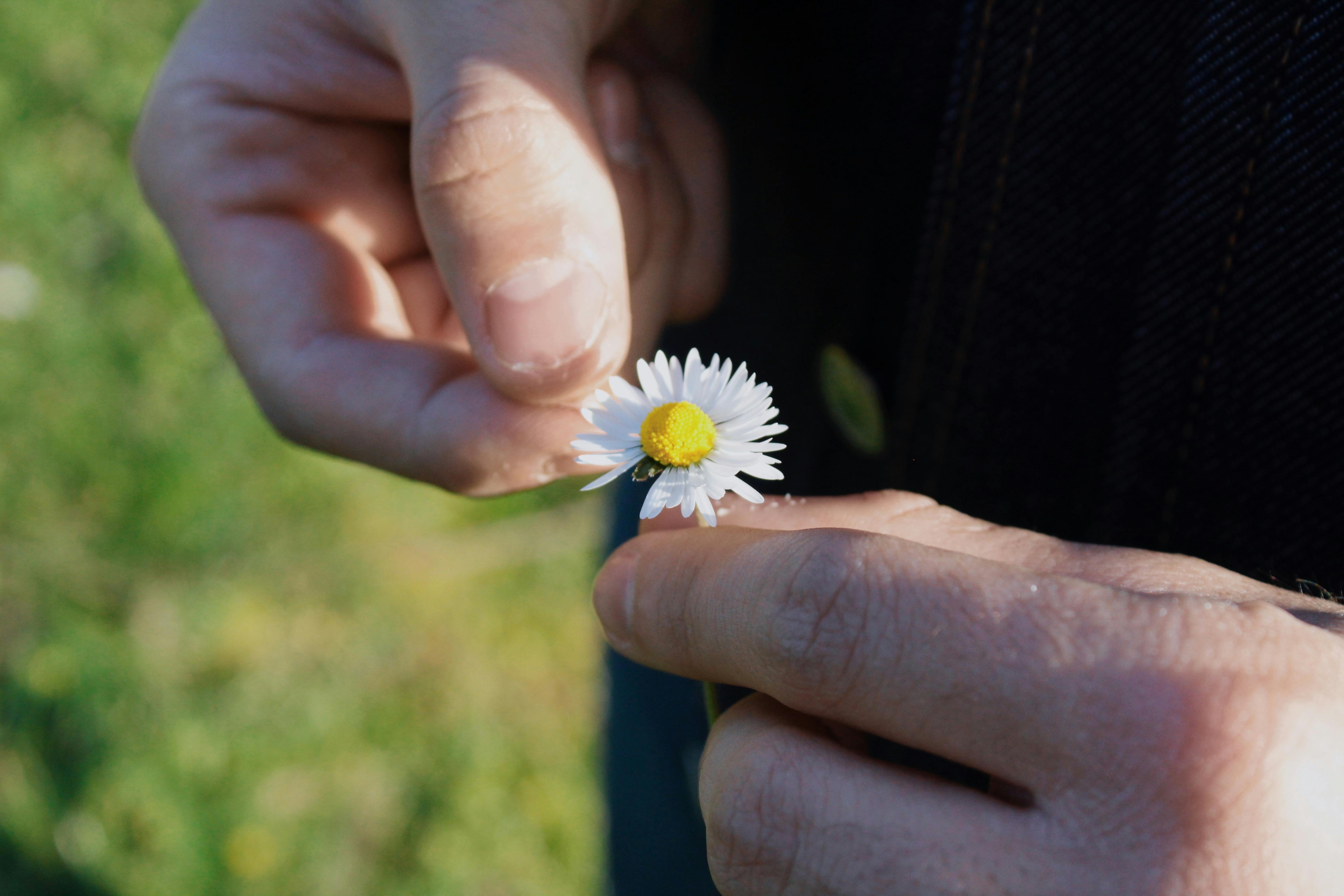 Pluck Flower Photos, Download The BEST Free Pluck Flower Stock Photos ...