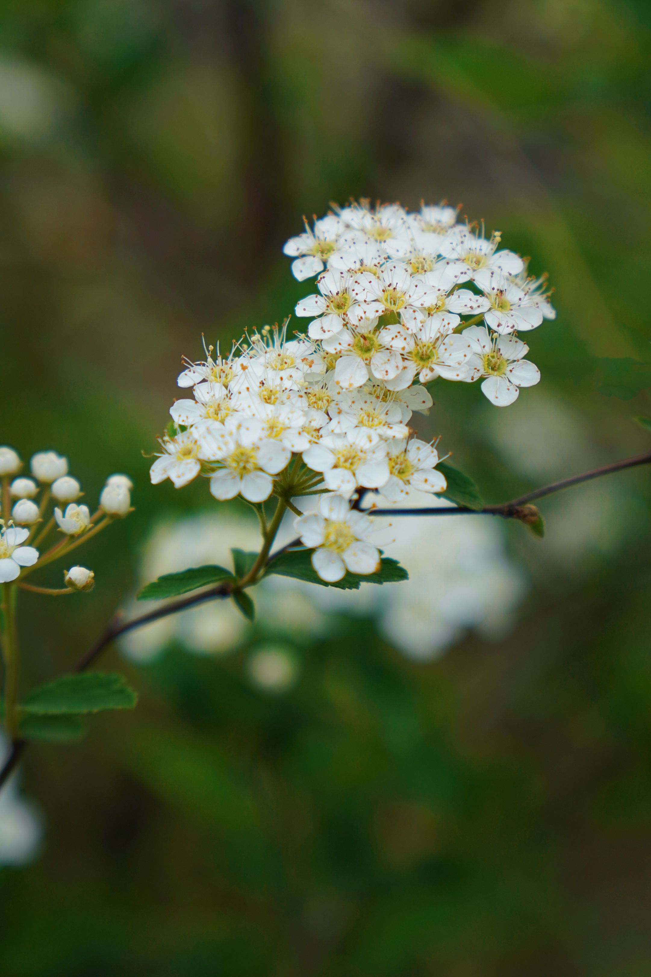 Double White May Flowers · Free Stock Photo