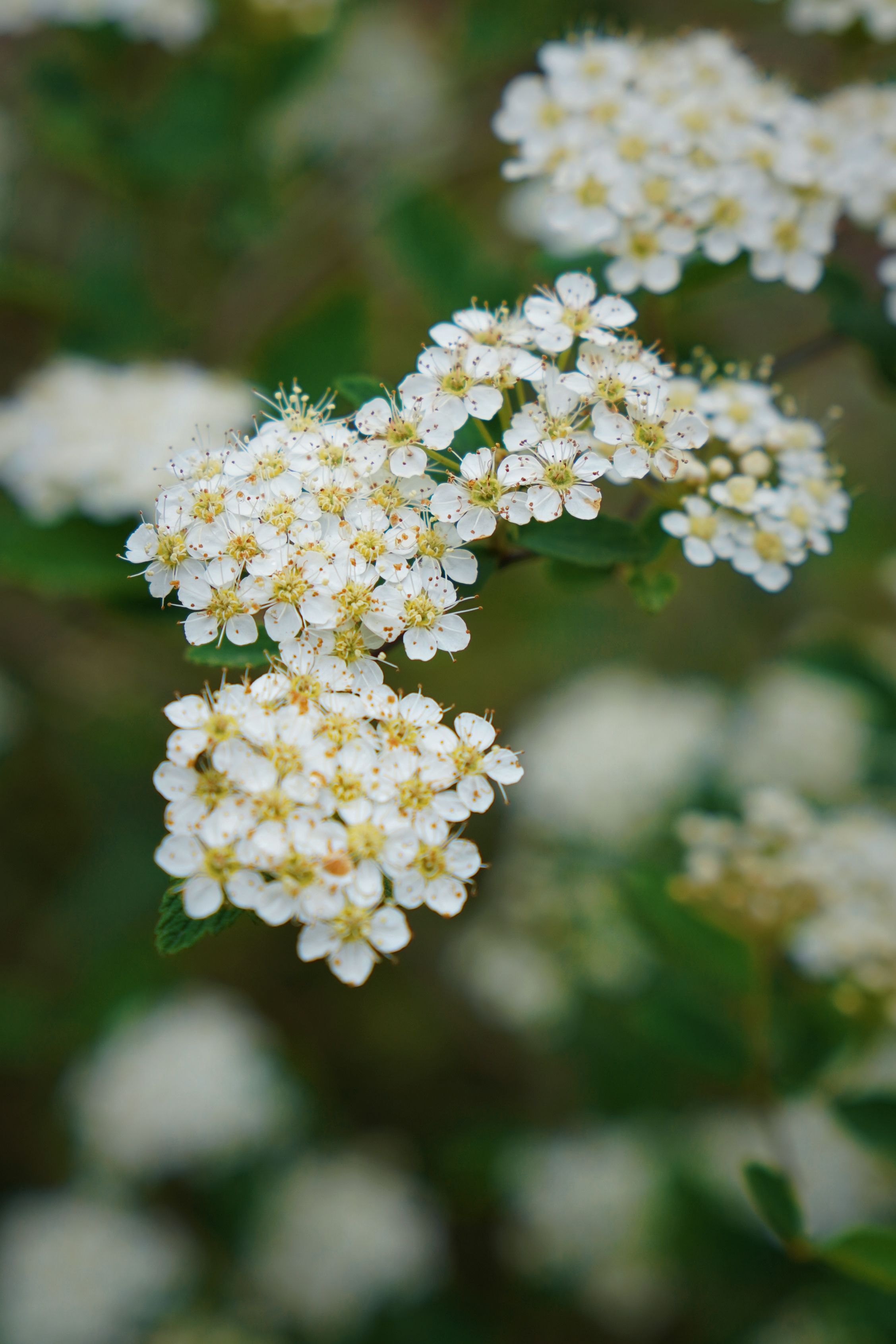 White Double White May Flowers Petals · Free Stock Photo