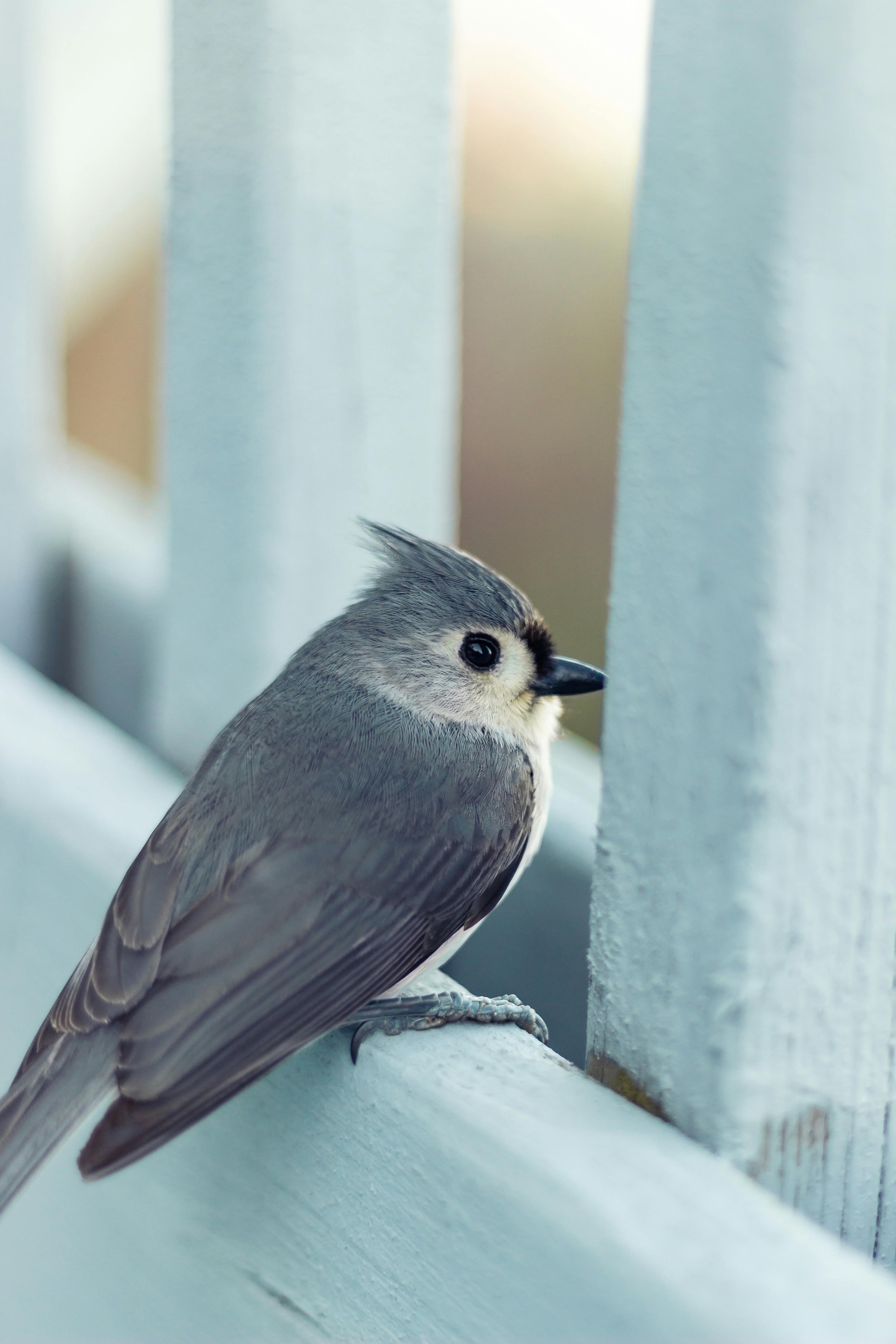 Tufted Titmouse Bird on Plank · Free Stock Photo