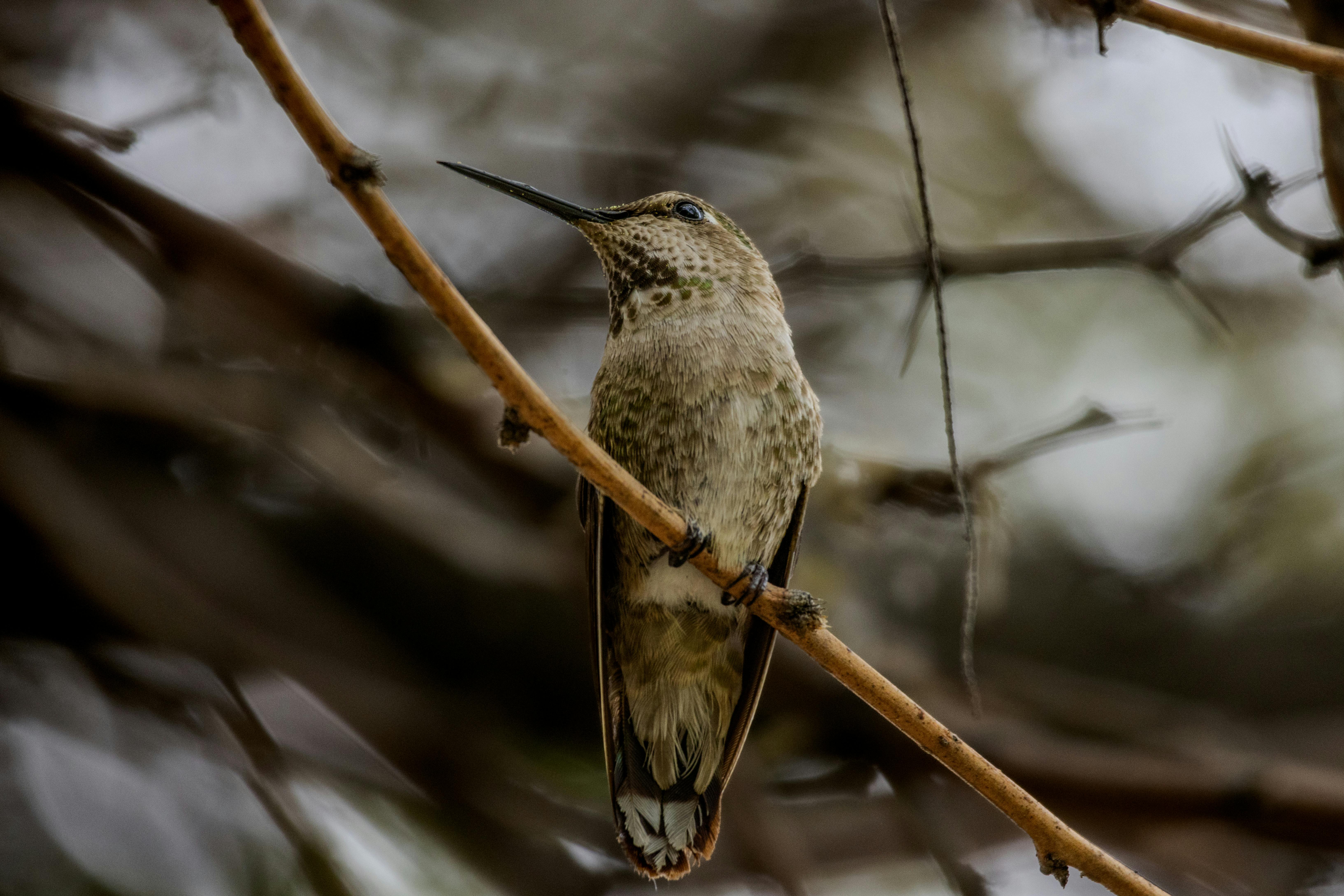 Annas Hummingbird Bird · Free Stock Photo