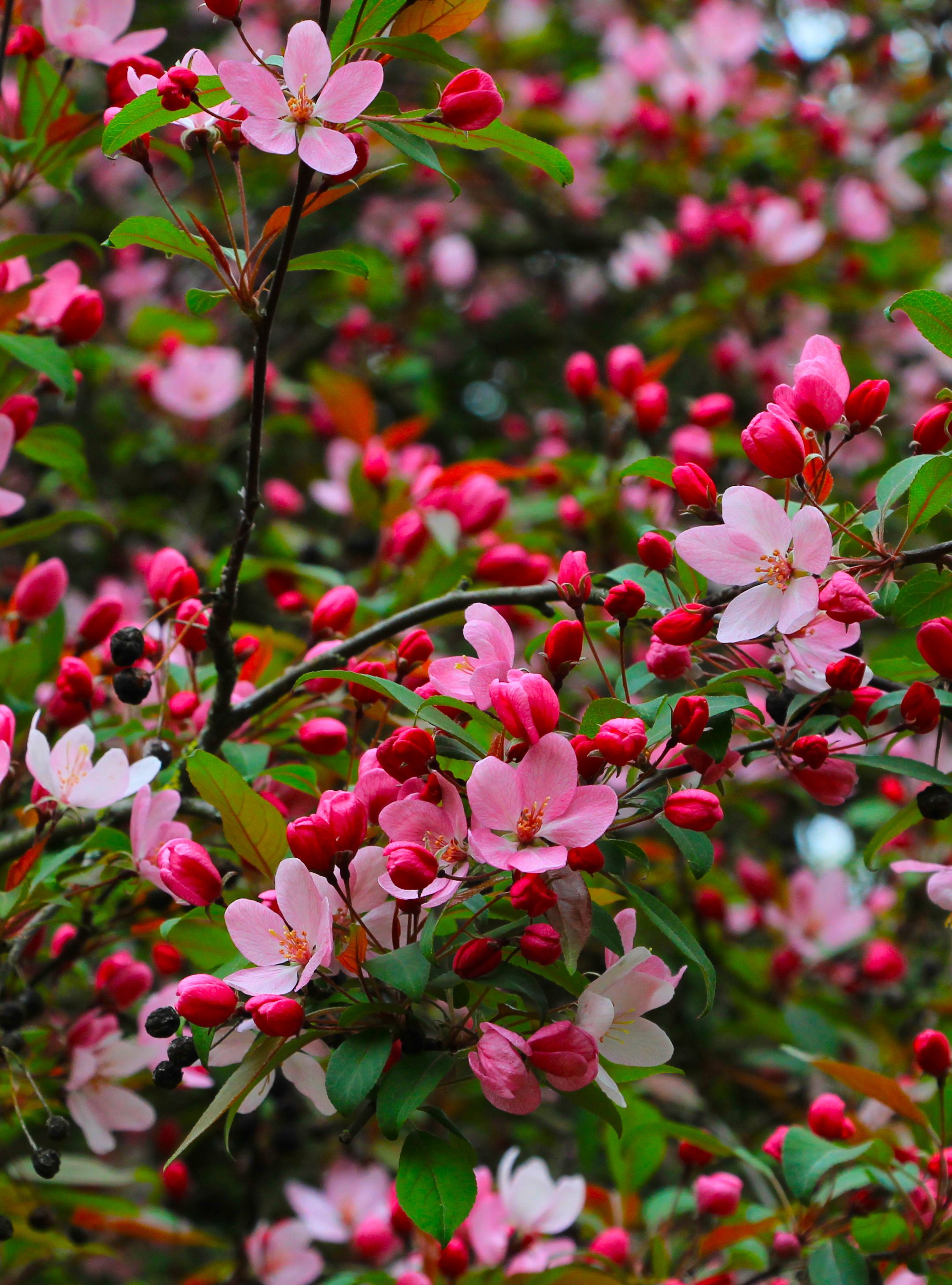 Pink Blossoms in Spring · Free Stock Photo