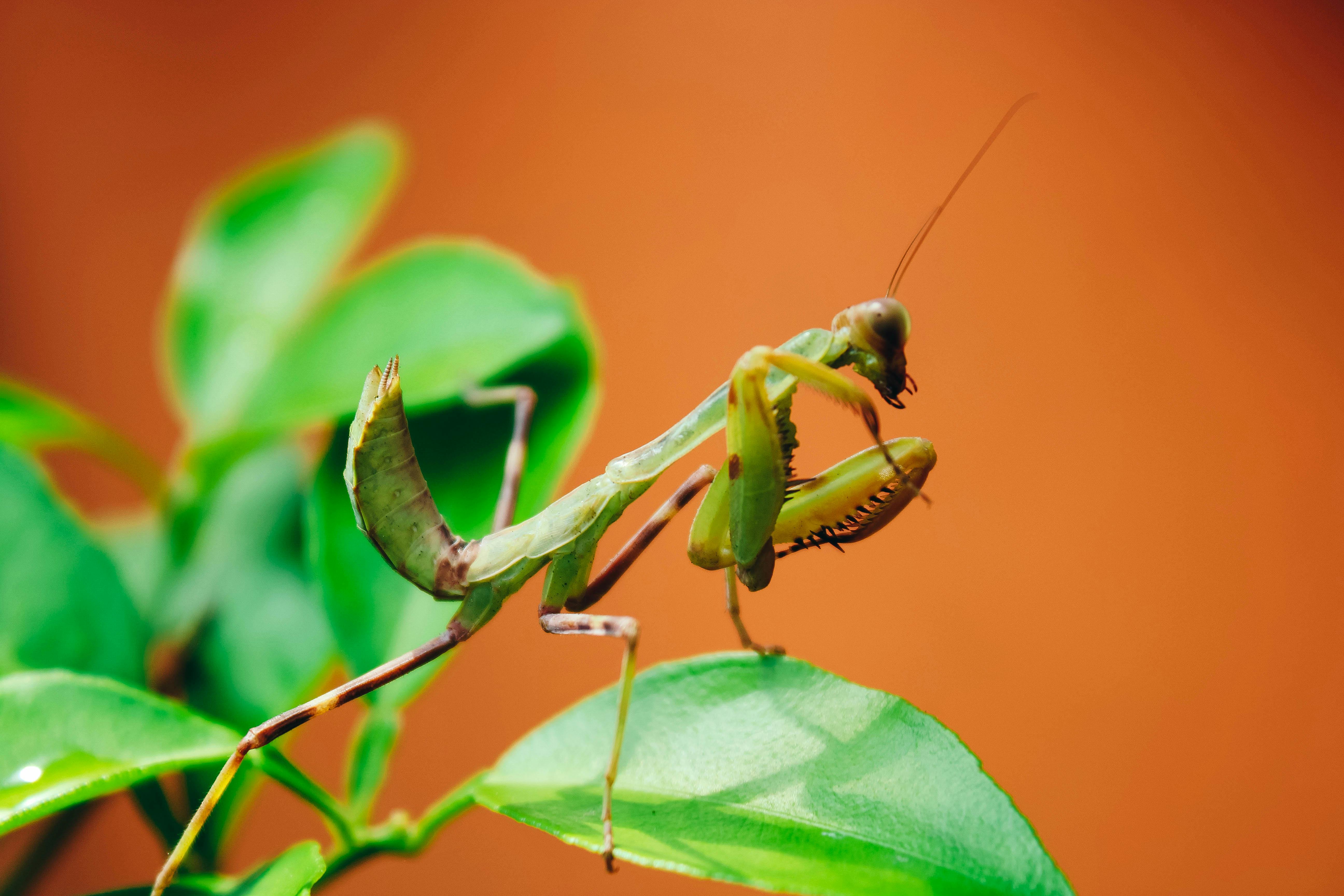 Mantis on Leaves · Free Stock Photo