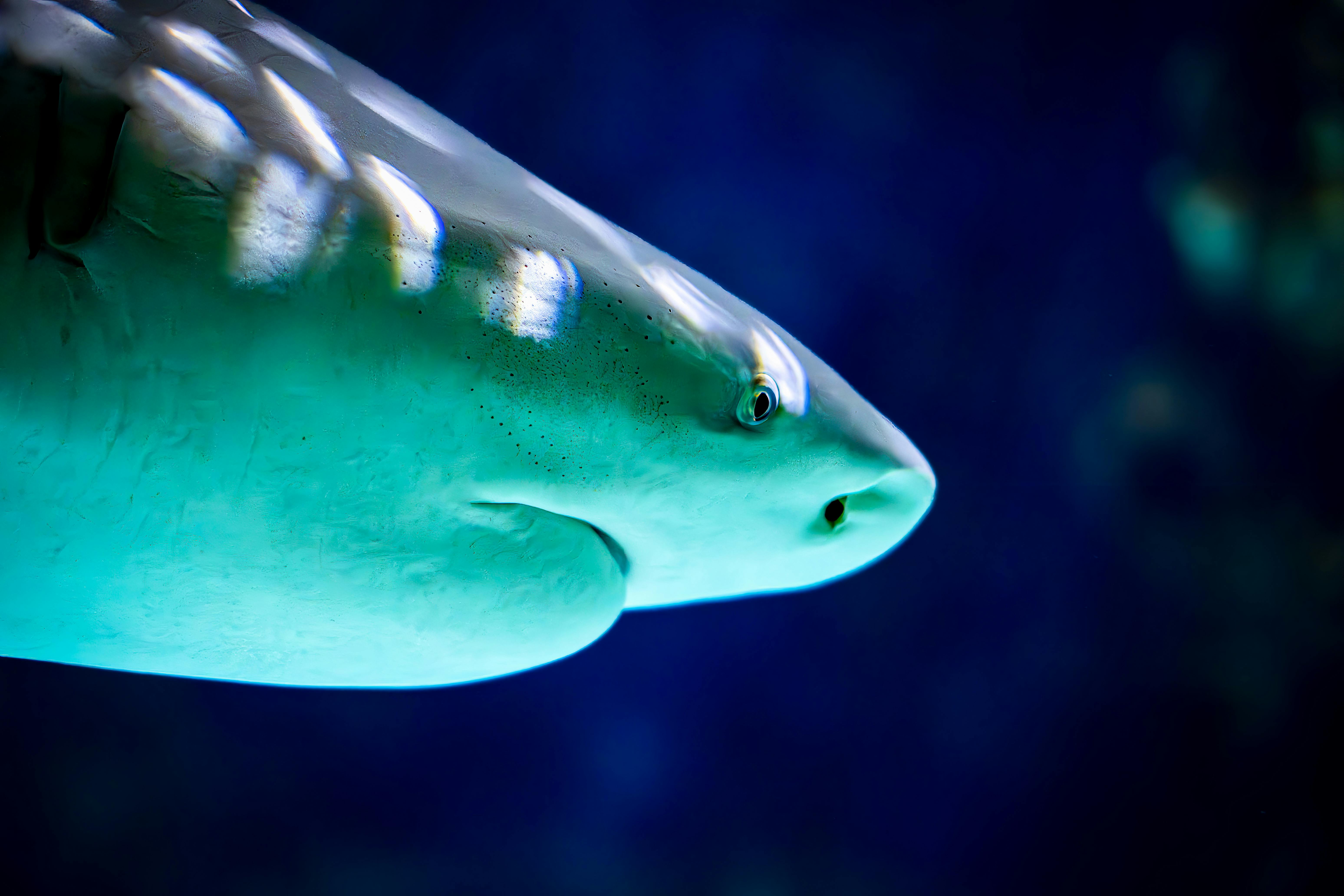 Fish Turning Underwater Photos, Download The BEST Free Fish Turning ...