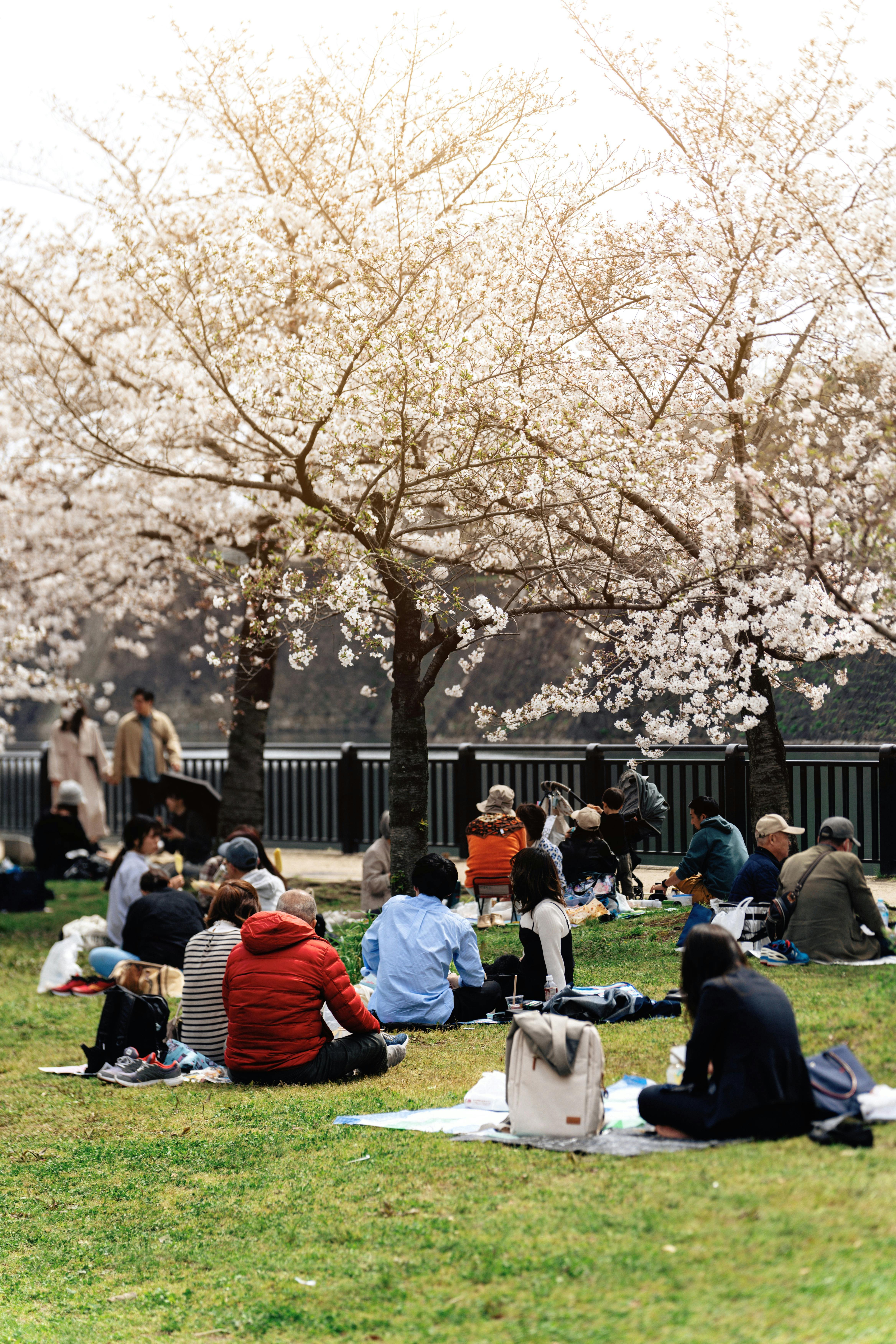 People in Park Surrounded by Cherry Blossoms · Free Stock Photo
