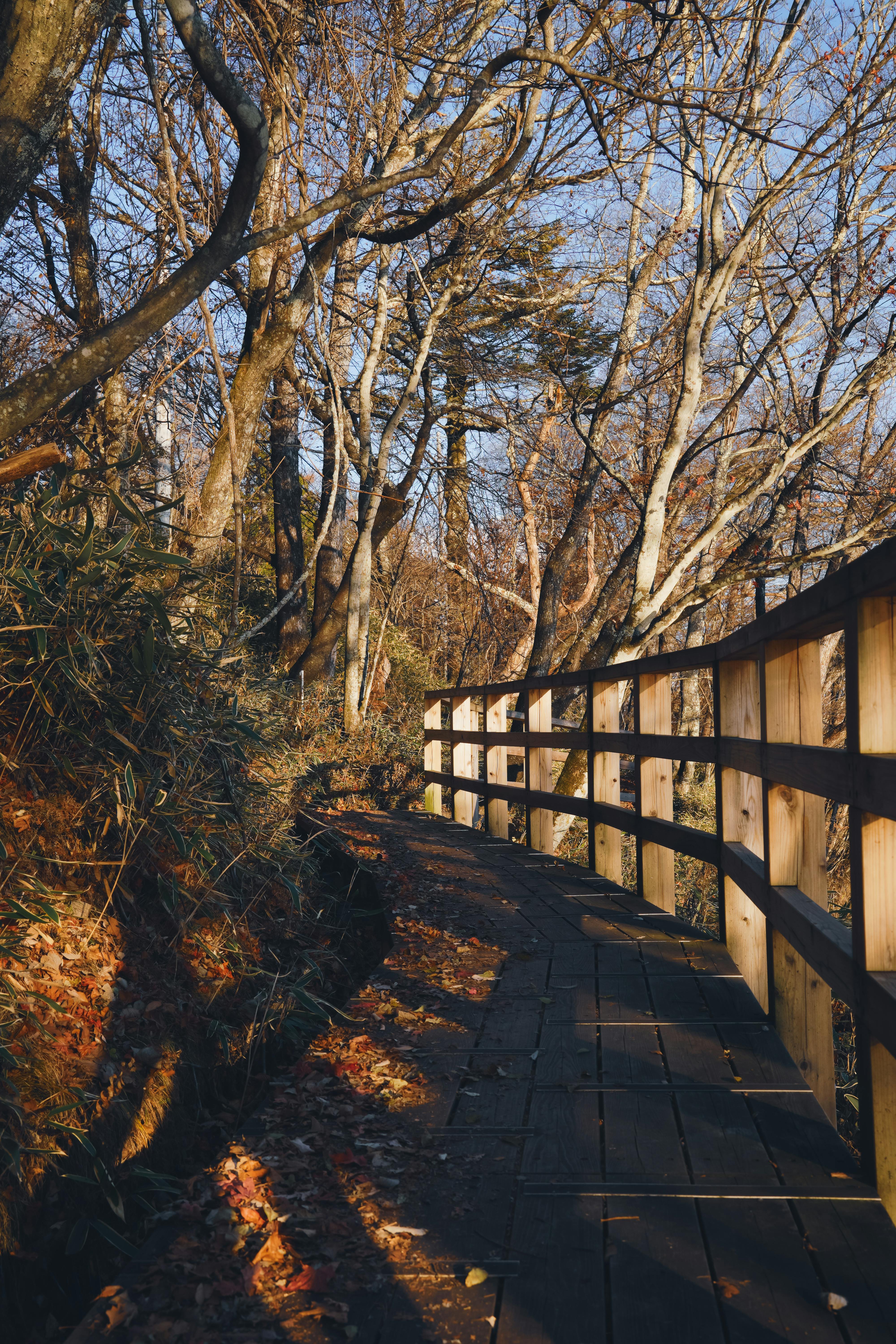 Wooden Boardwalk with Railing in Autumn · Free Stock Photo