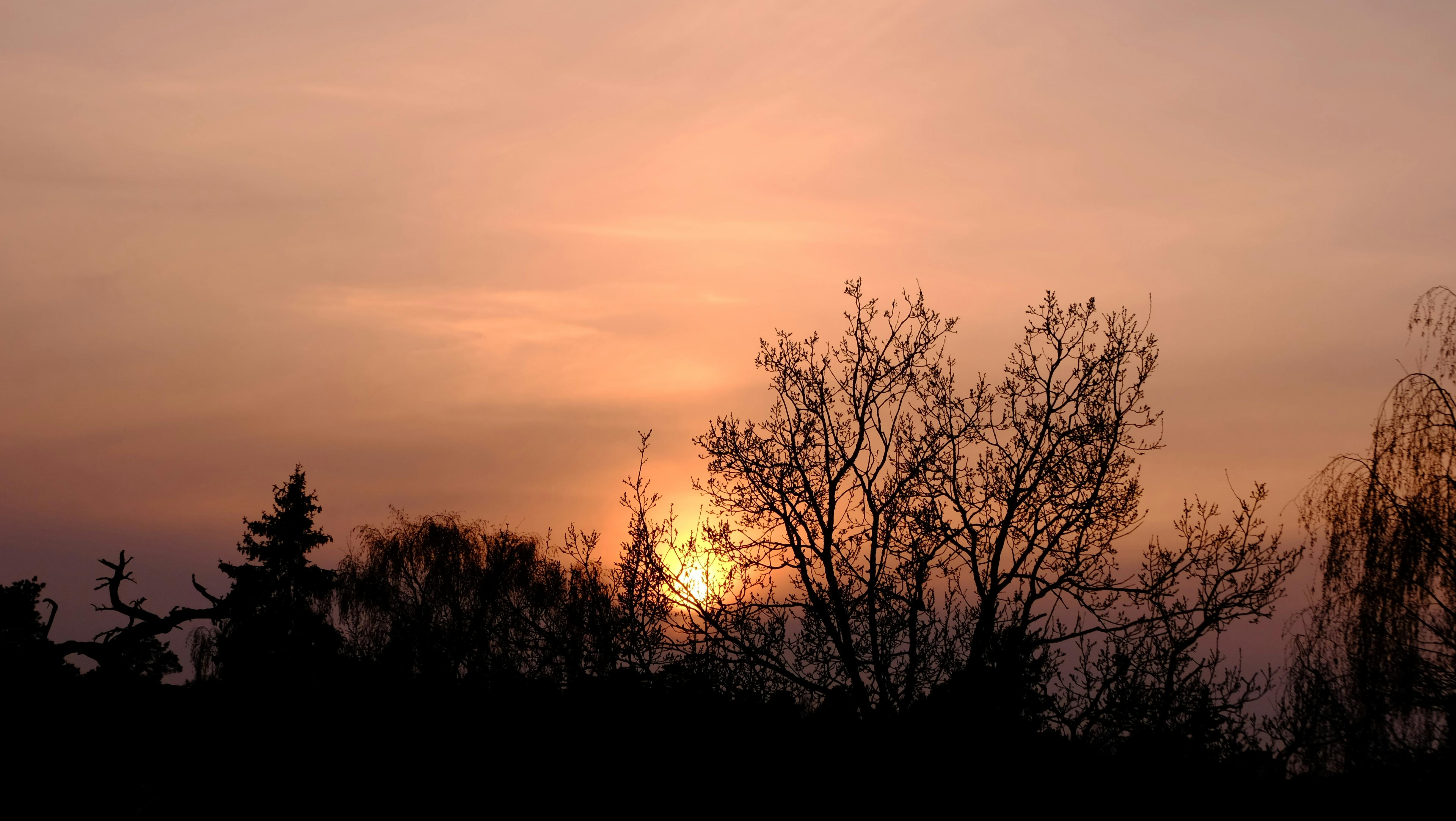 Free stock photo of fog, foggy, sun